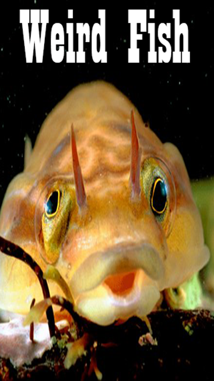 Awkward Fish Memes Funny Weird Fish Creature #3 FLIP Wallet Phone CASE