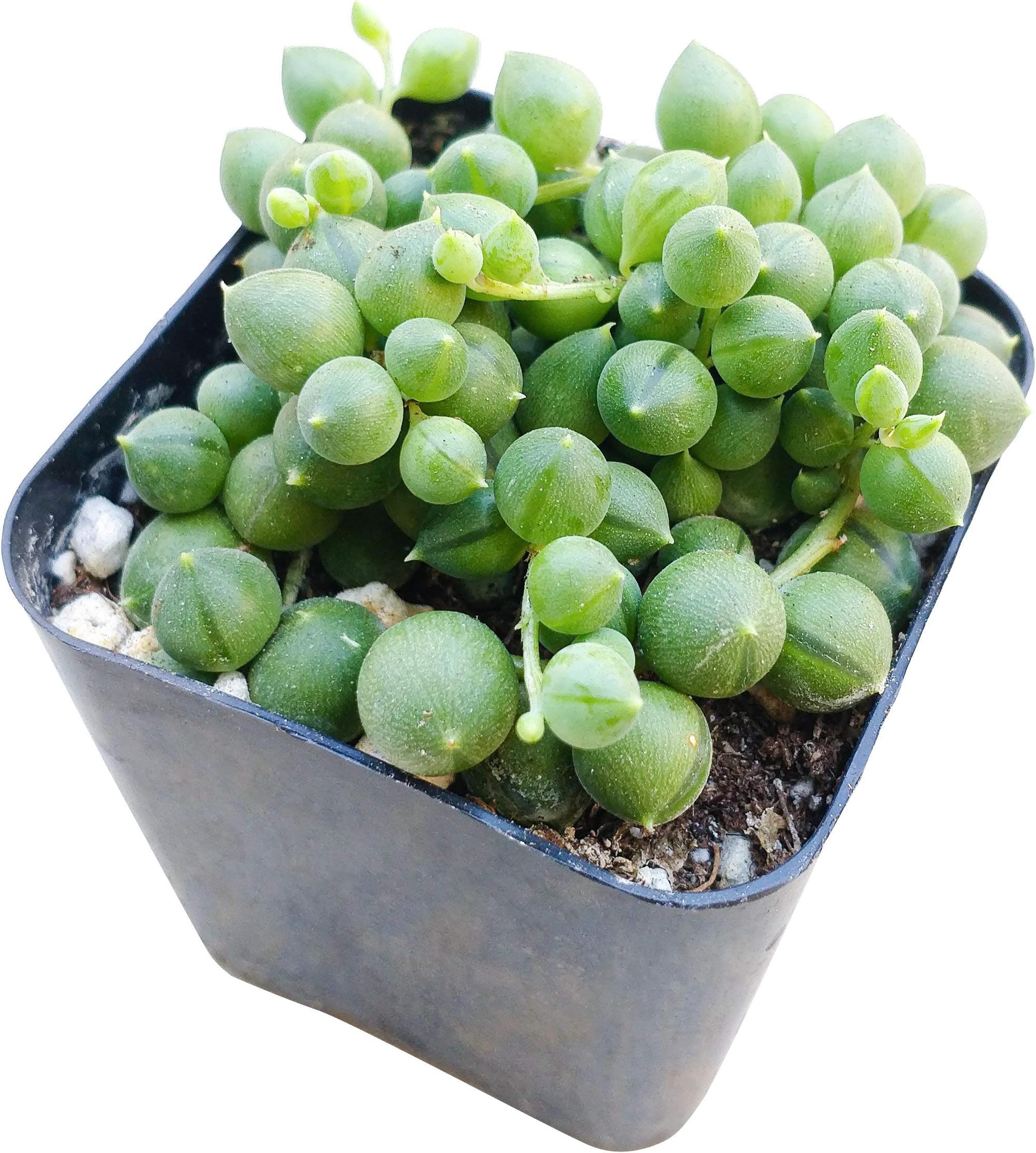 Amazon.com : Live String of Pearls Plant, Green String of Pearls ...
