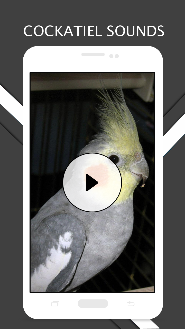 Cockatiel Sounds And Ringtones - App on Amazon Appstore