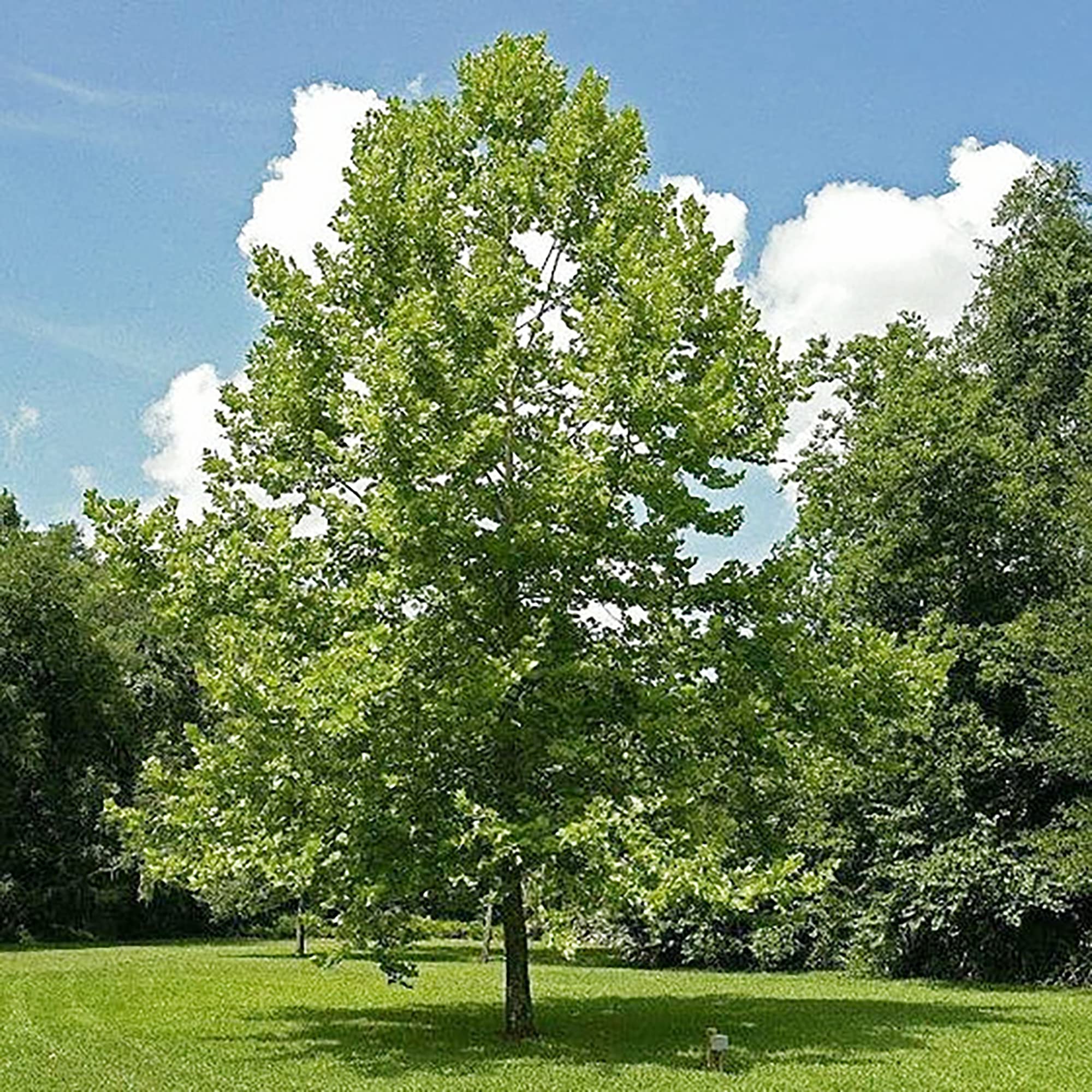 Platanus Acerifolia Columbia