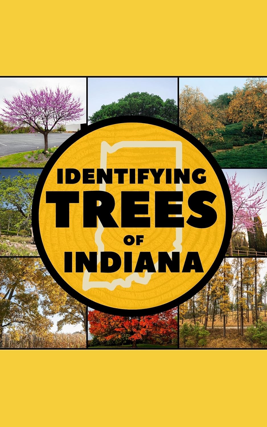 Amazon.com: Identifying Trees of Indiana: A Simple Identification Guide ...
