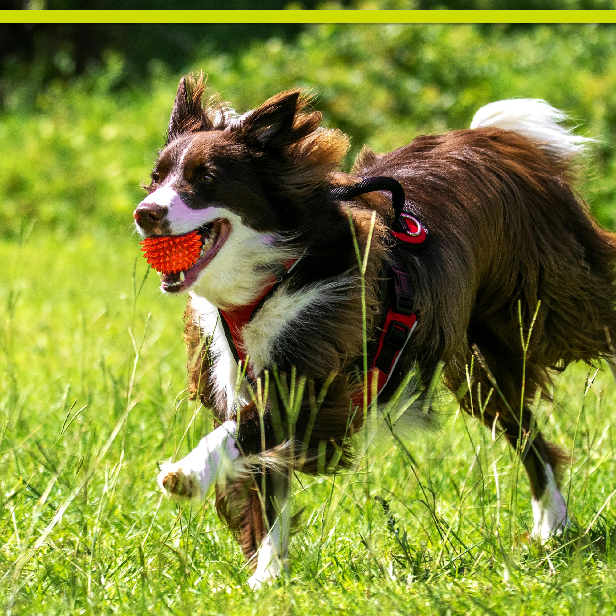 Snapklik.com : PetSport Gorilla Ball - Dog Toy Ball, Chew Toys For ...