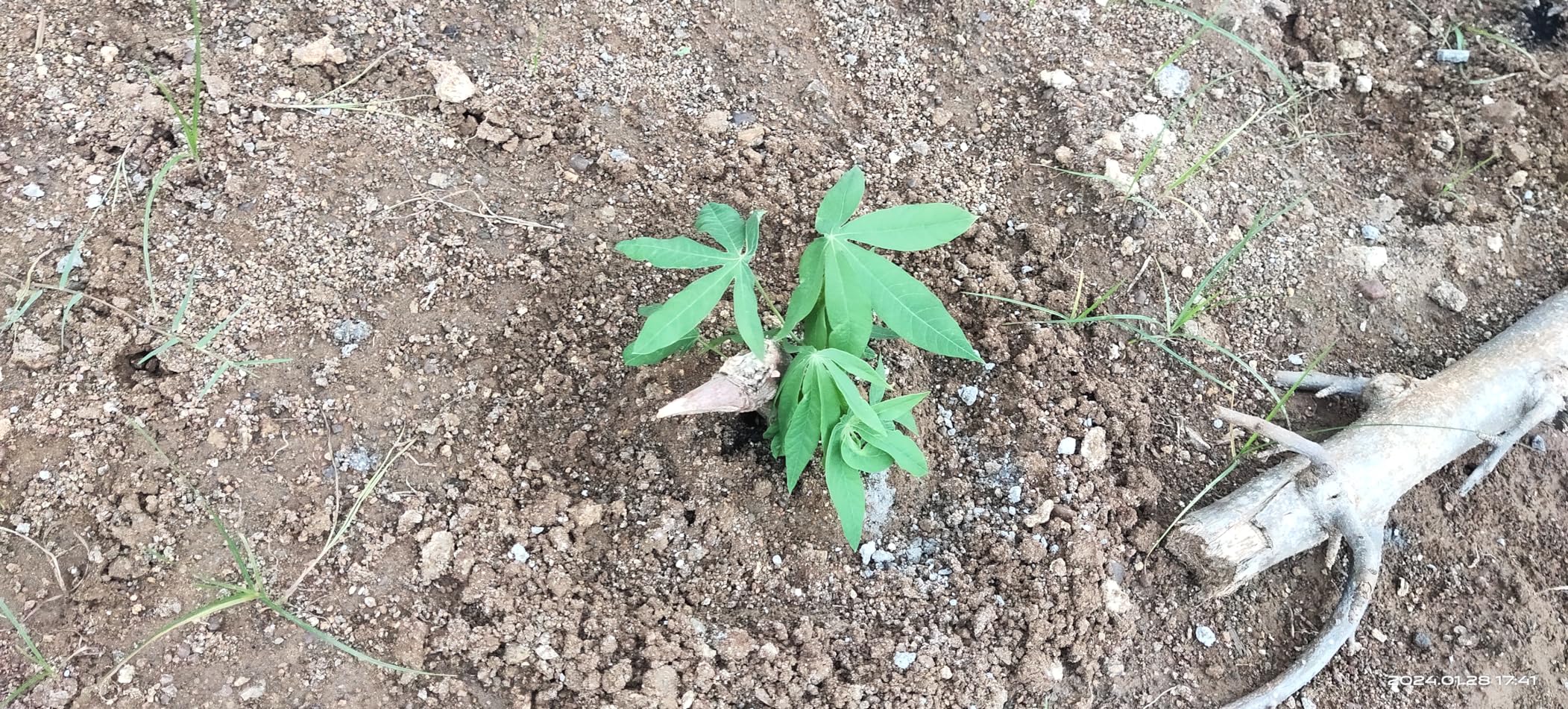 Creative Farmer Kerala Tapioca Stem/Manihot Esculenta/Cassava Cuttings ...
