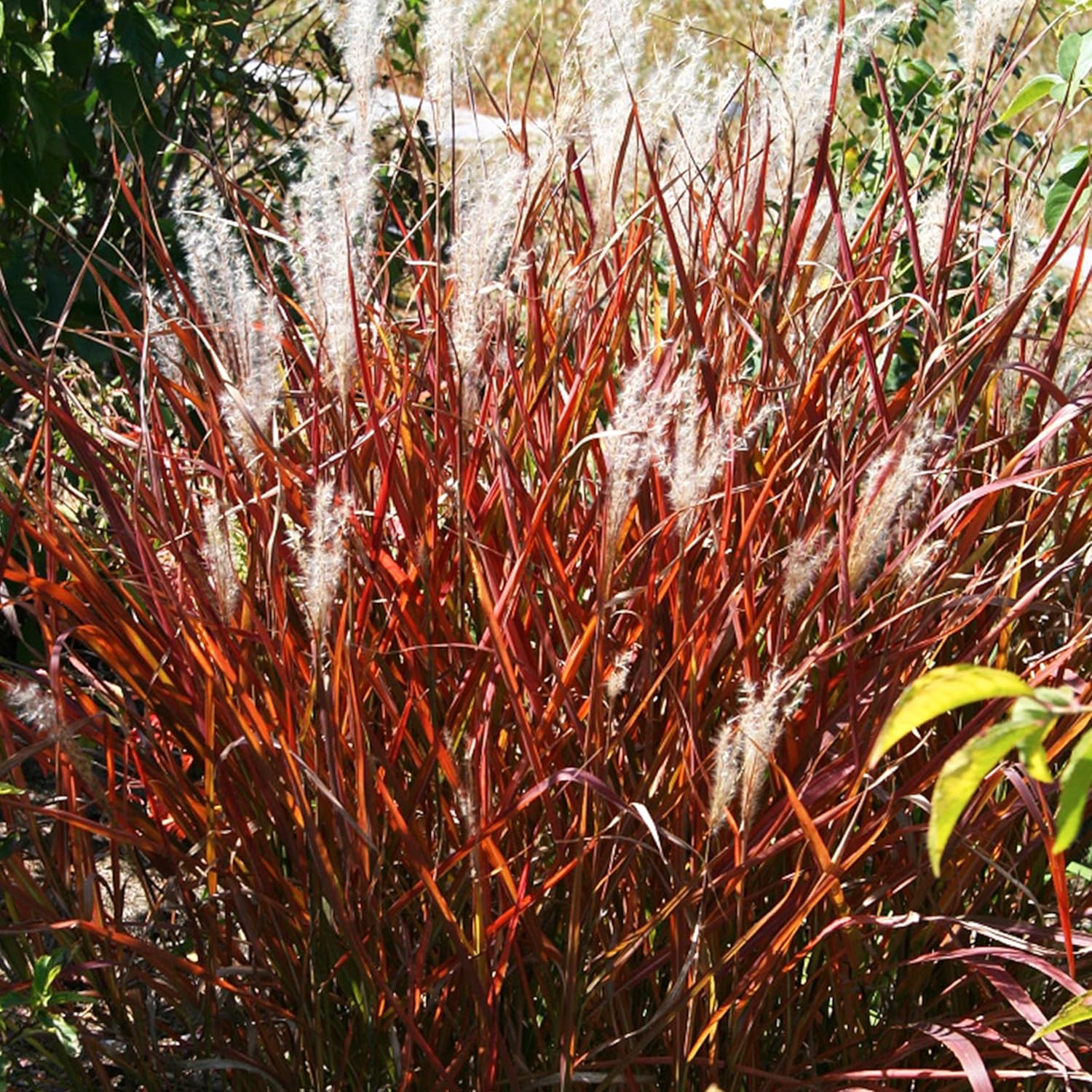 Amazon.com : Ornamental Grass, Flame Grass, Outdoor Planting ...