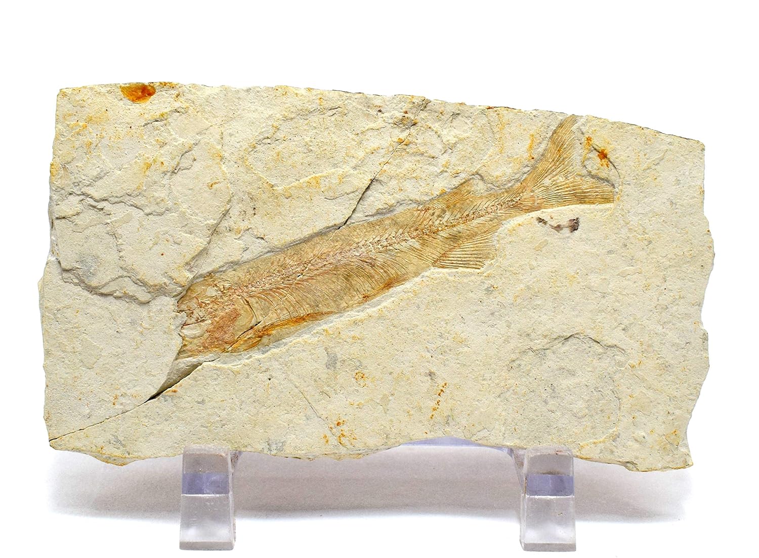 4" Genuine Lycoptera Fossil Fish Plate 130 Million Years Jurassic ...