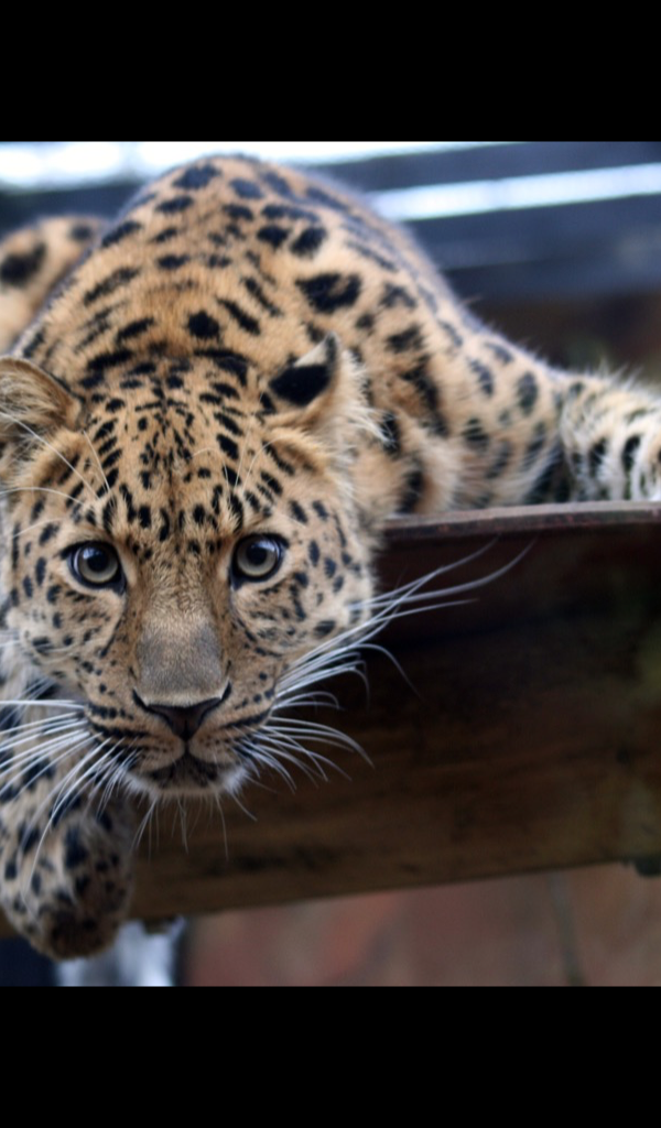 Leopard Wallpaper -- HD Wallpapers of Leopards! - Application sur ...