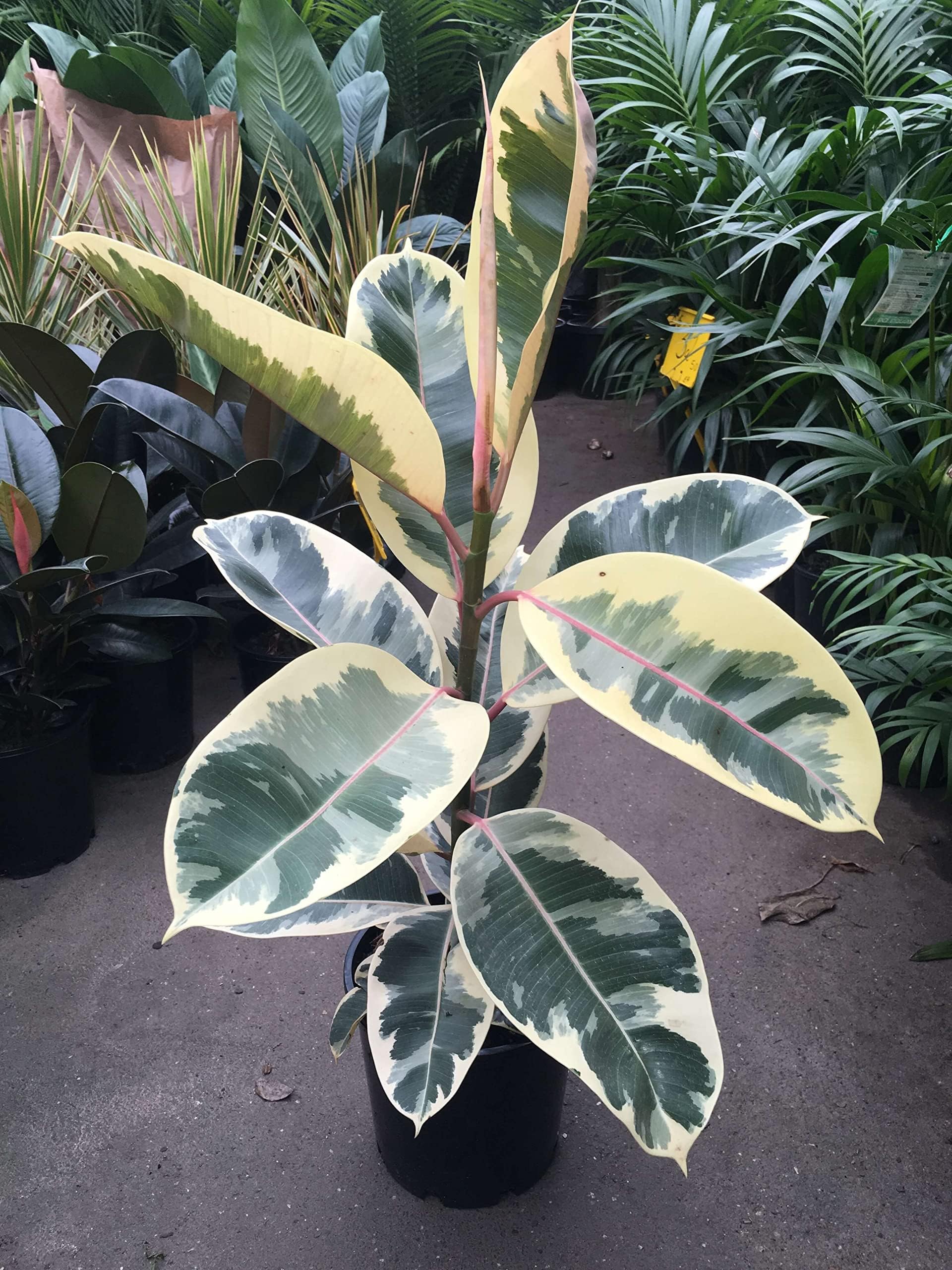 Amazon.com : Ficus Tineke - Live Plant in a 10 Inch Pot - Ficus ...