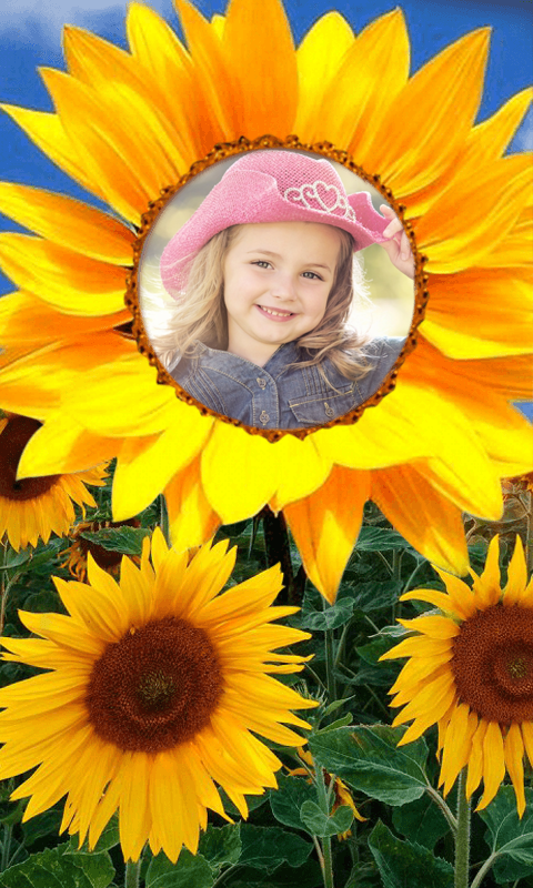 Sunflower Edit Background Free Sunflower Background Images And Photos