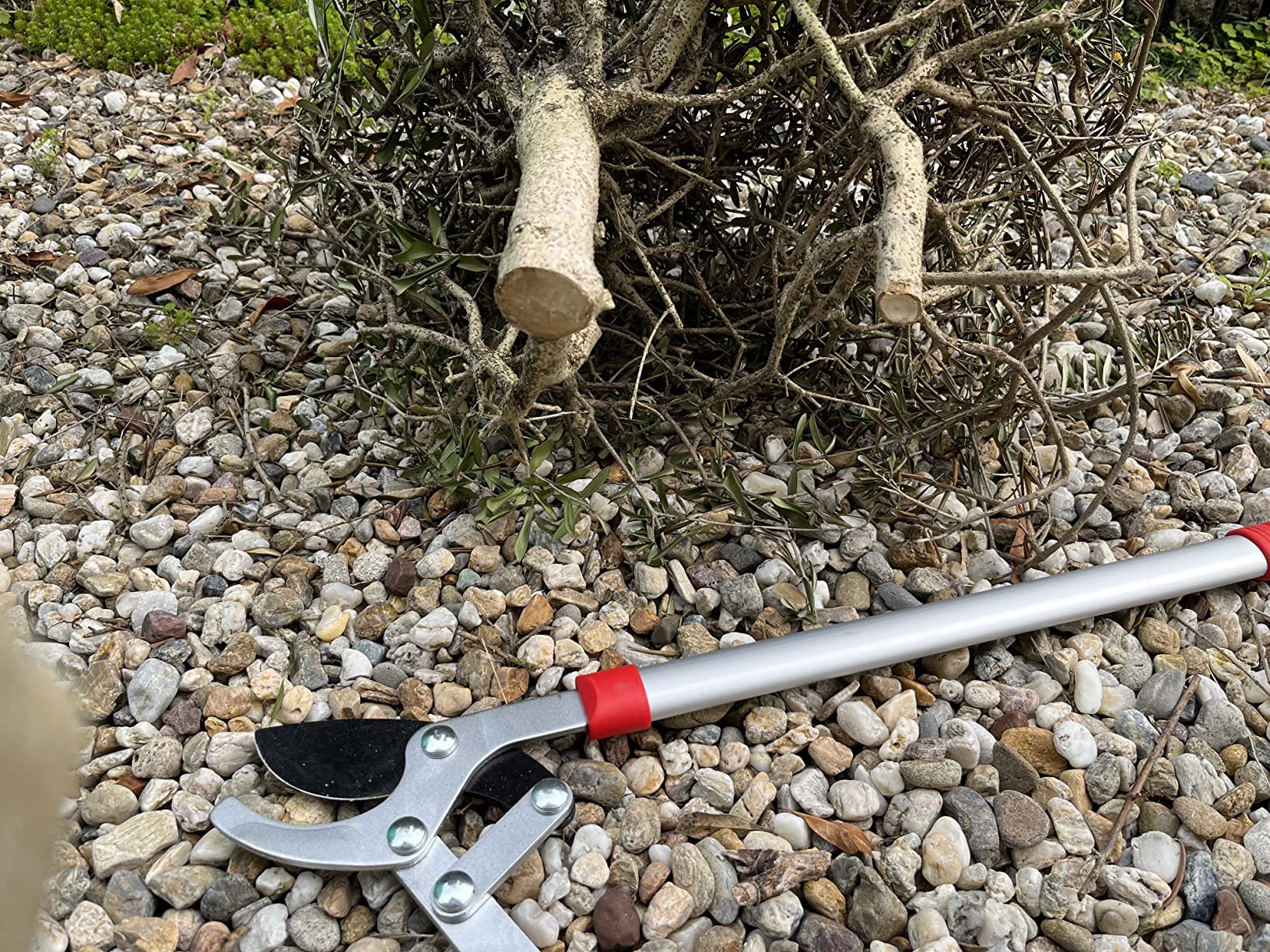 Amazon.co.jp: 近与(KONYO) コンヨ(konyo) ファミリーツリー パワー極太切 刈込挟 アンビル仕様 最大切断Φ50mm ...