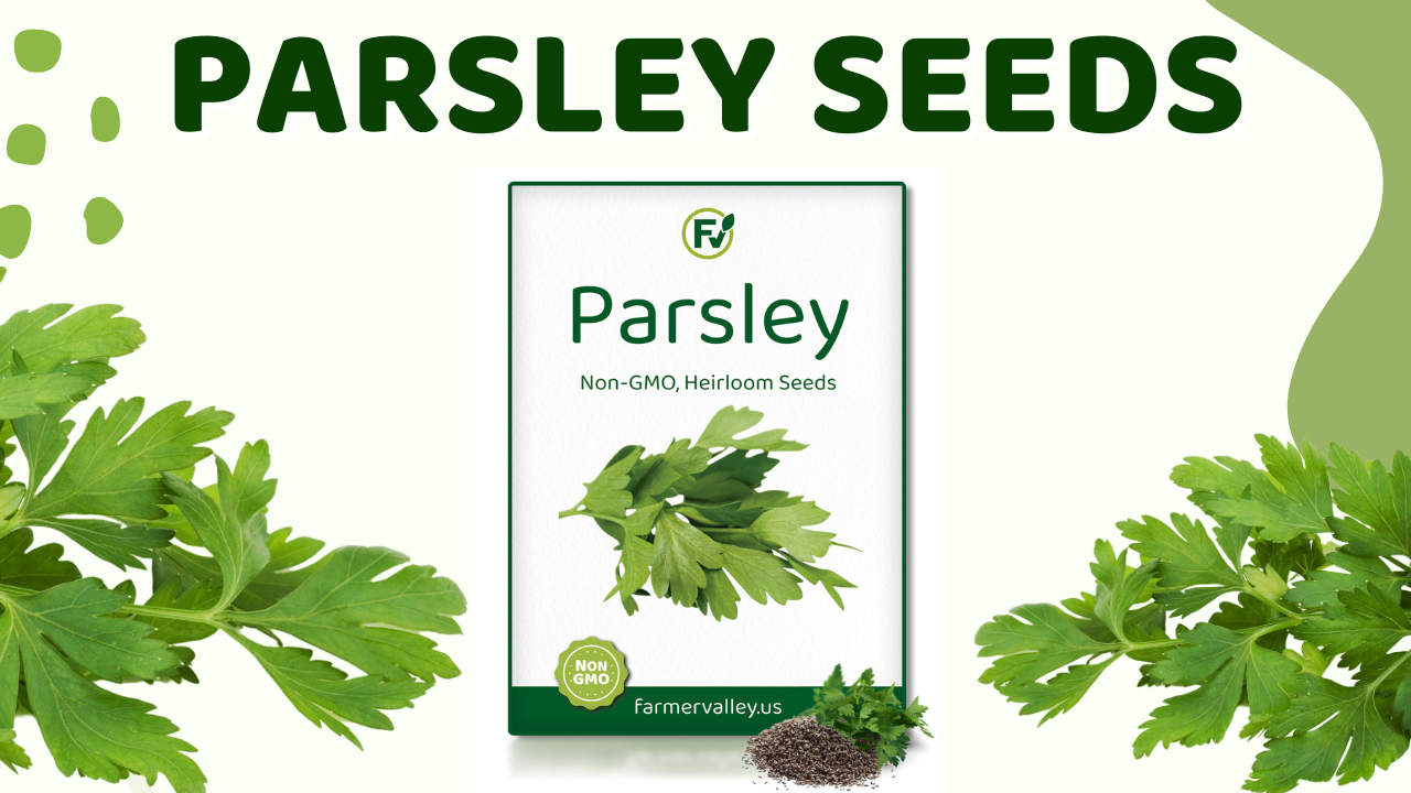 Parsley Herb Benefits Parsley Siyakhana