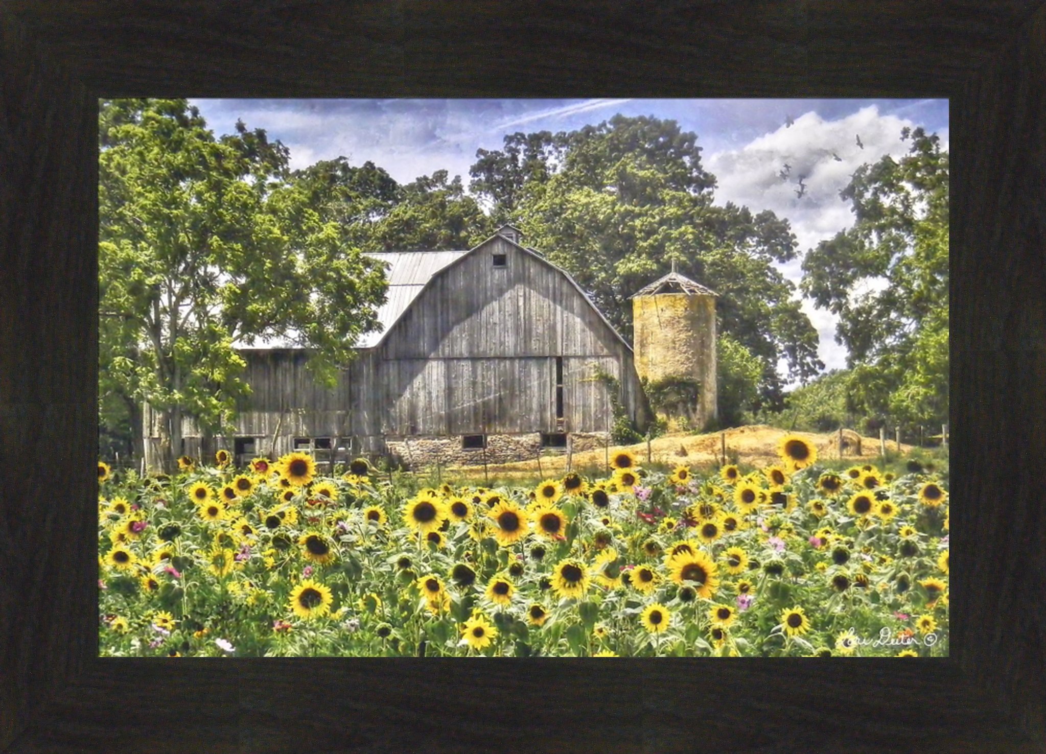 Sunflower Field With Barn