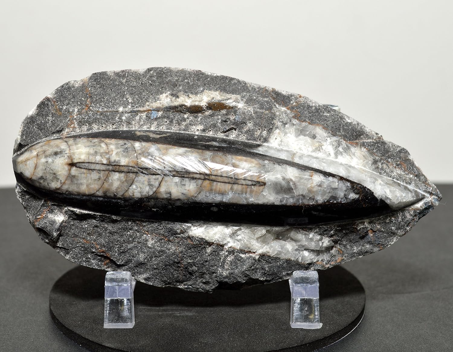 Amazon.com: HC Set: 4.5" Orthoceras on Rock Single Fossil Dinosaur ...