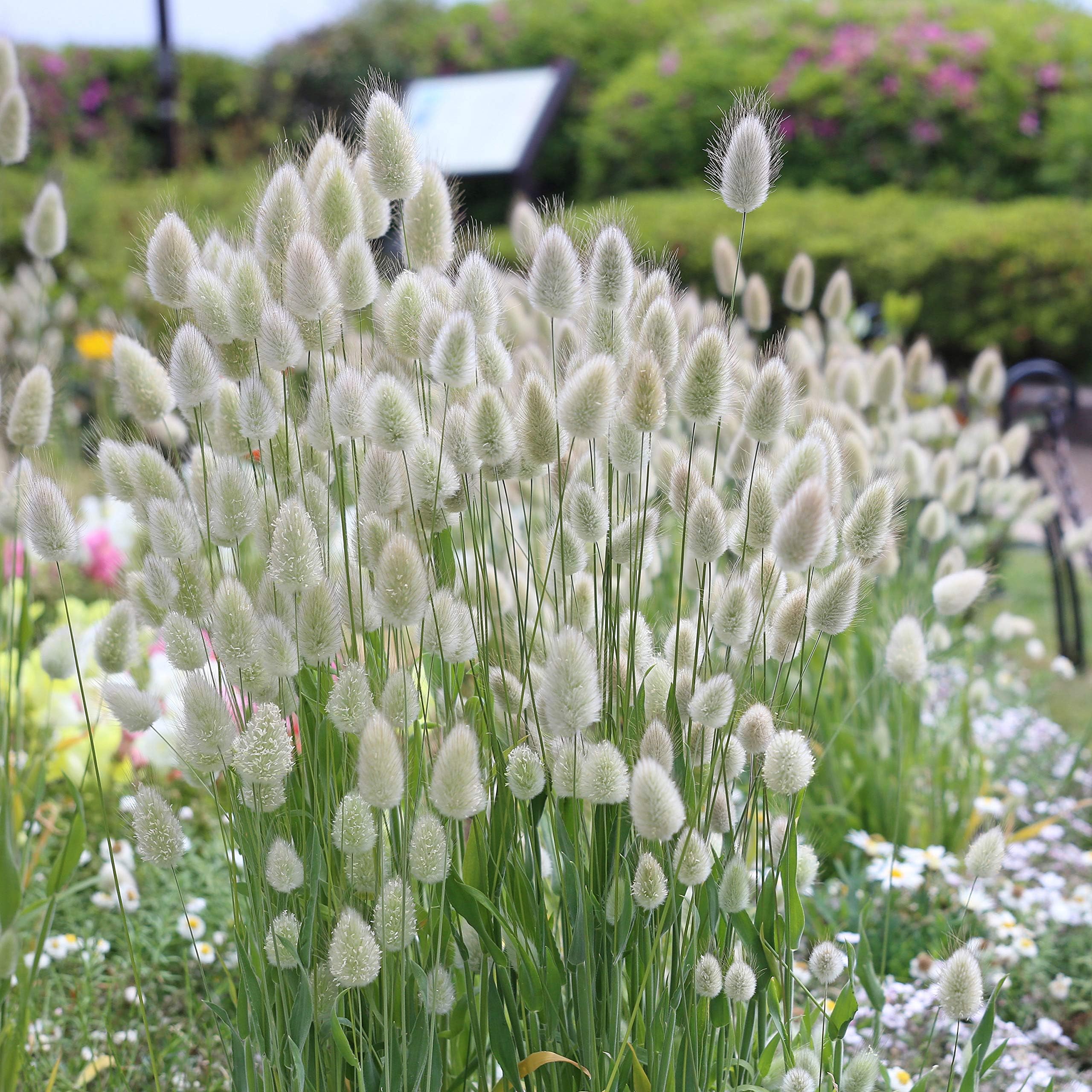 Amazon.com : 100pcs Rabbit Tail Grass Seeds Mixed Color Garden Bunny ...