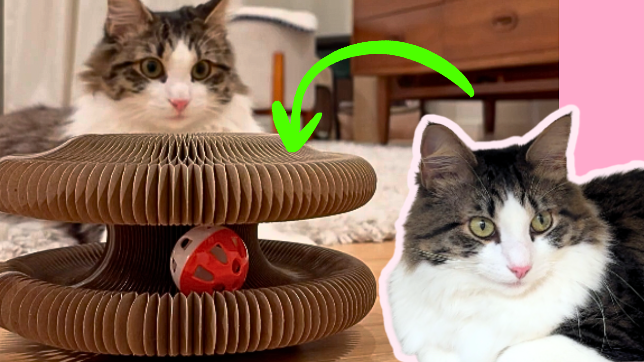 Watch kitten tries this FUN paper cat toy #pets #cats on Amazon Live
