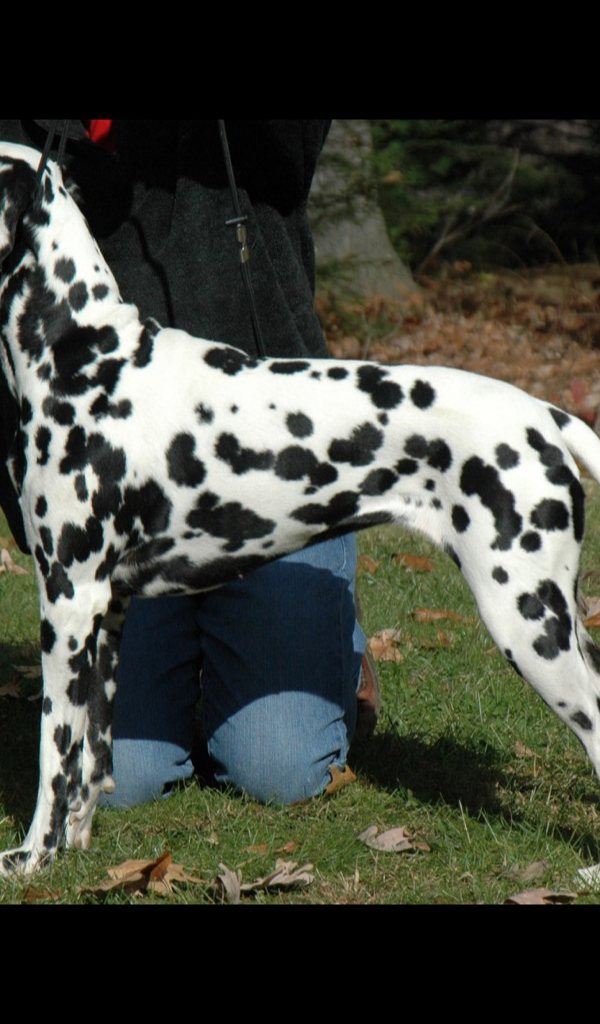 Cute Dalmation Wallpaper -- HD Wallpapers of Cute Dalmations! - App on ...