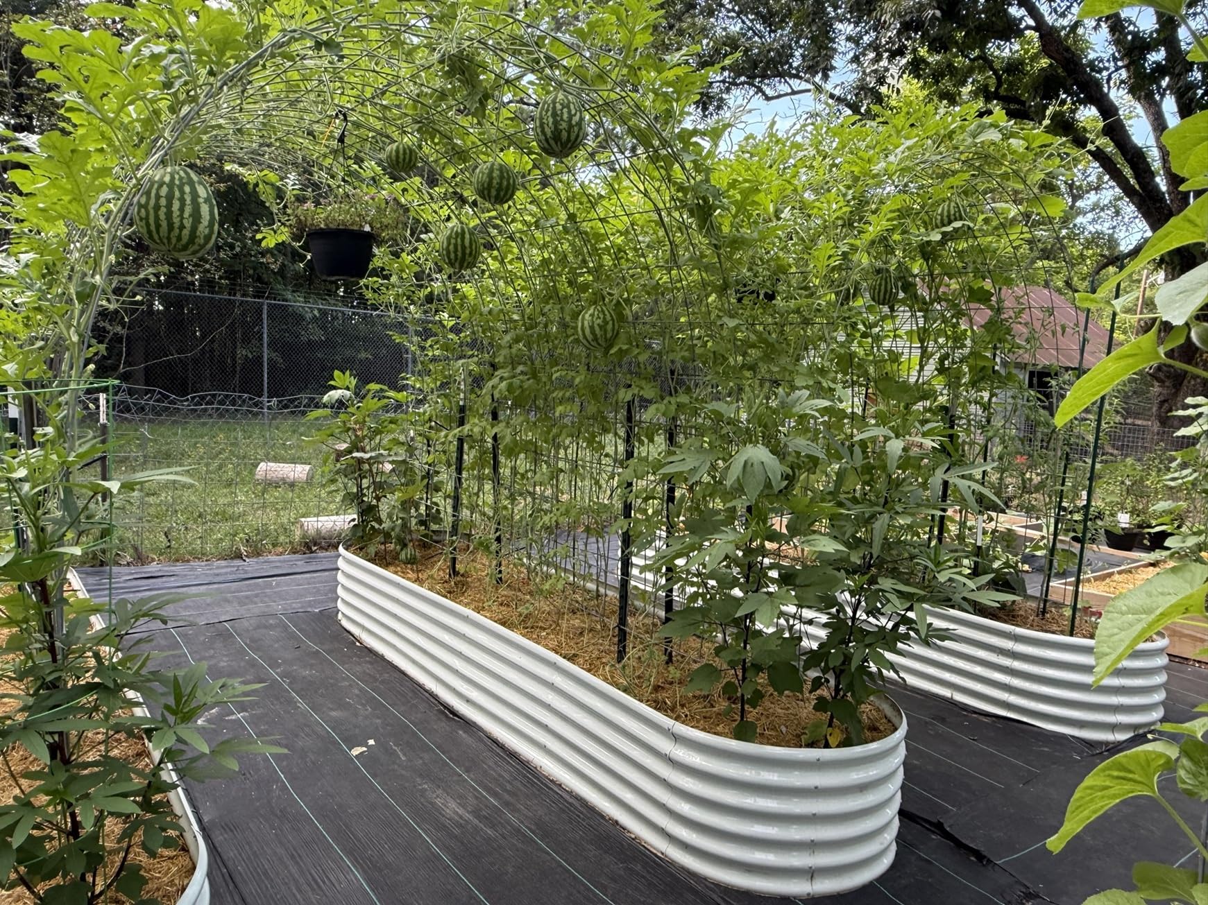 Extra Large Raised Garden Beds