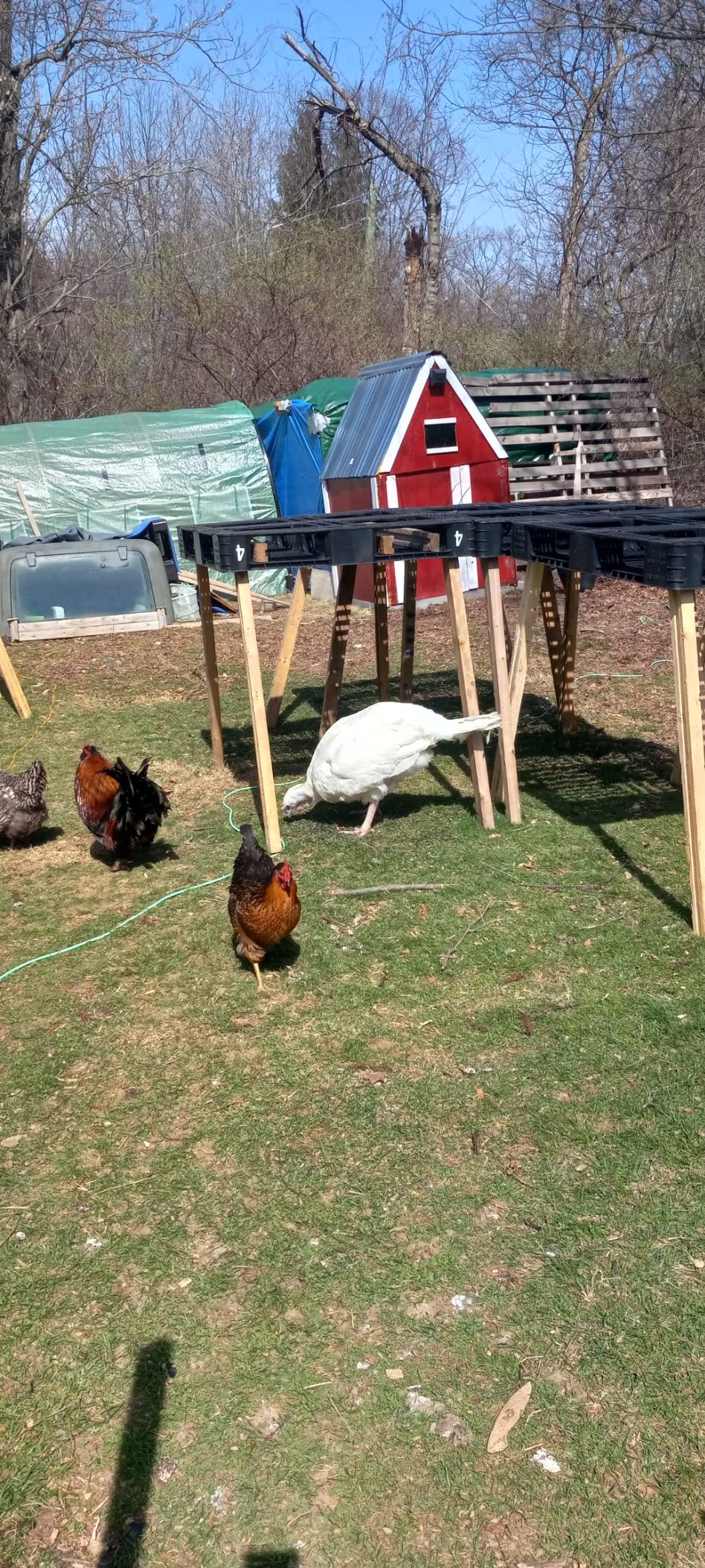 Amazon.com : Organic Aloe Vera Spray- Anti Feather Picking/First Aid ...