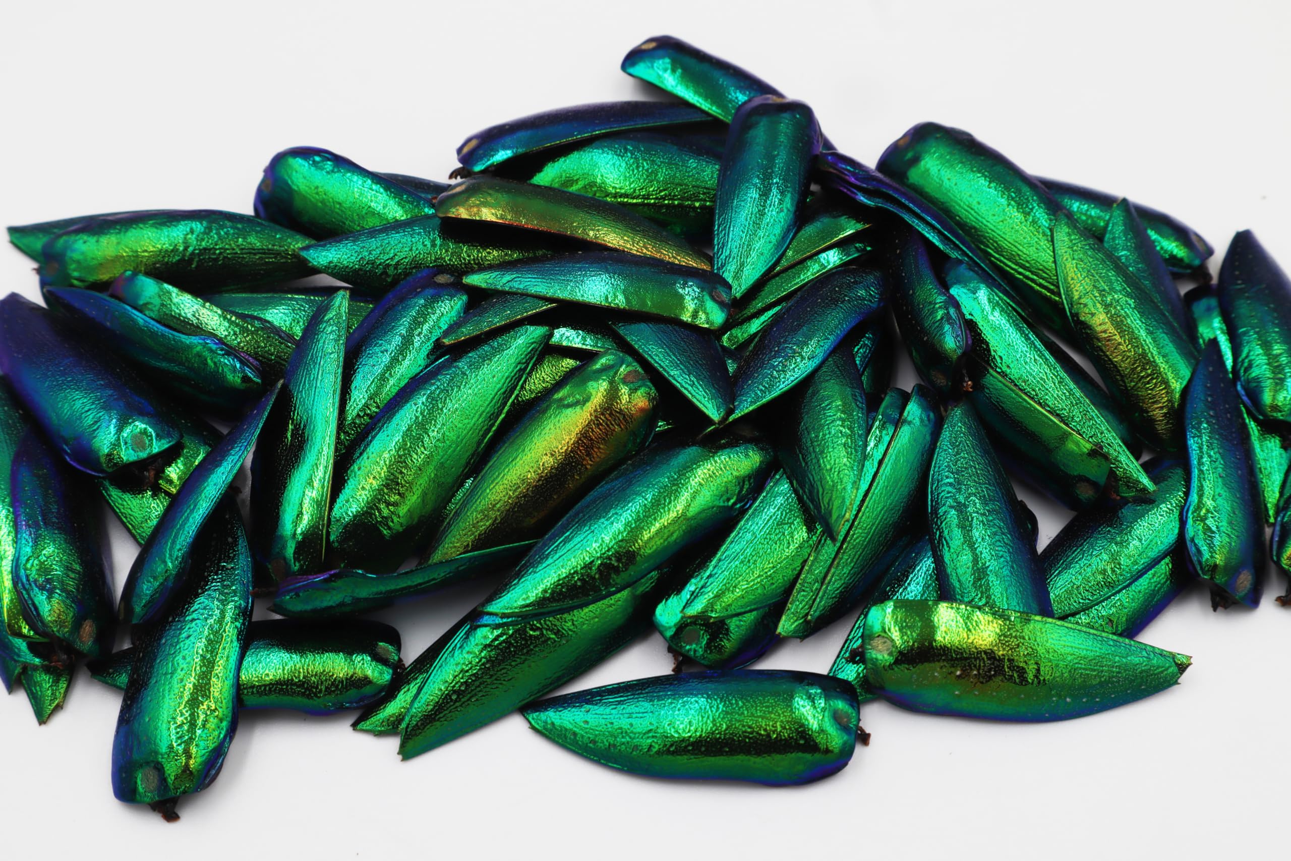 Buy 500 JEWEL BEETLE ELYTRA WINGS TAXIDERMY Online at desertcartINDIA