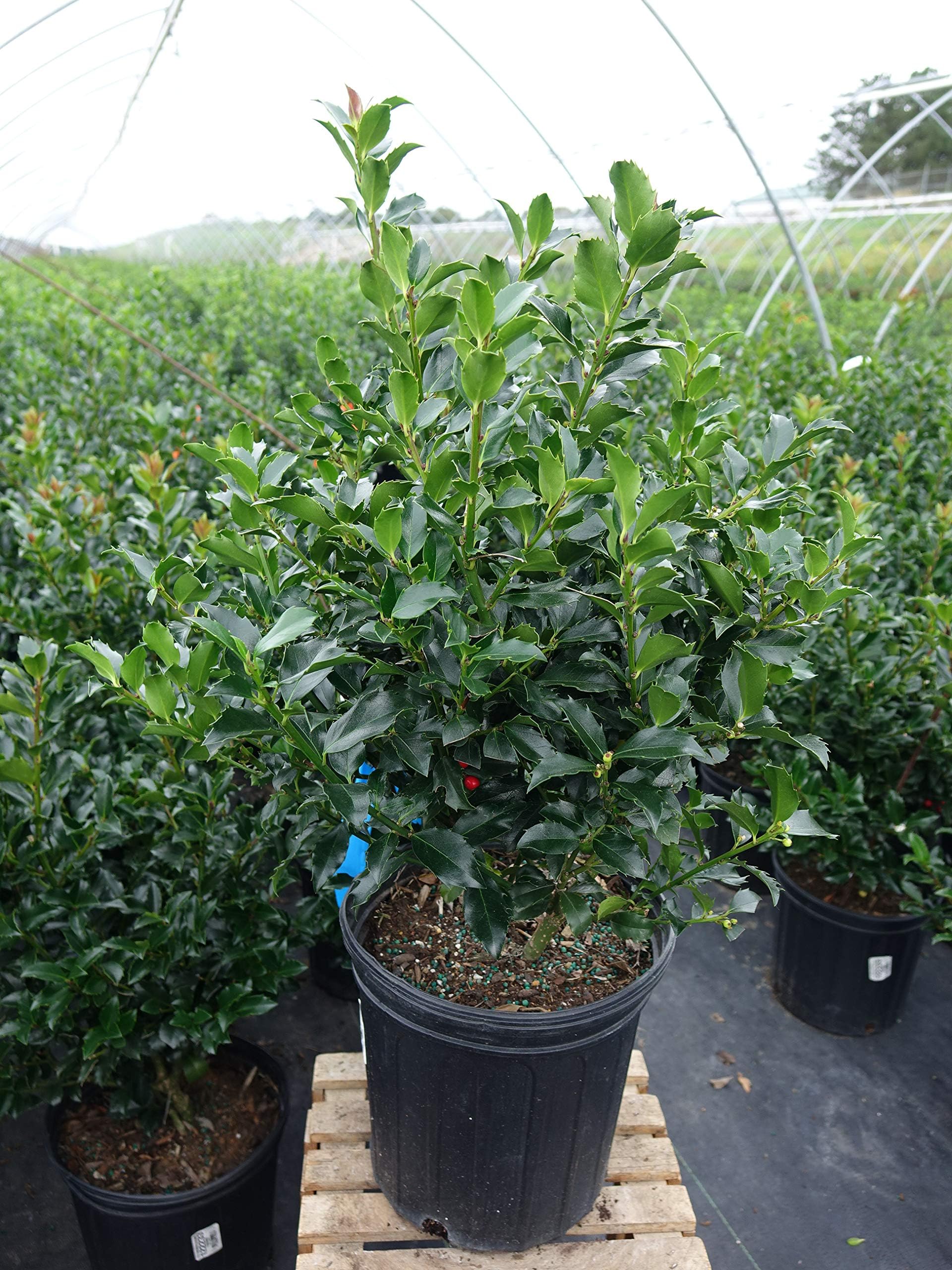 Amazon.com : American Beauties Native Plants Ilex glabra 'Densa ...