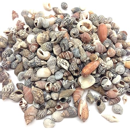 Amazon.com: PEPPERLONELY Indian Ocean Small Mix Sea Shells, Small ...