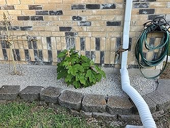 Amazon.com : Ruby Slippers OAKLEAF Hydrangea Shrub : Patio, Lawn & Garden