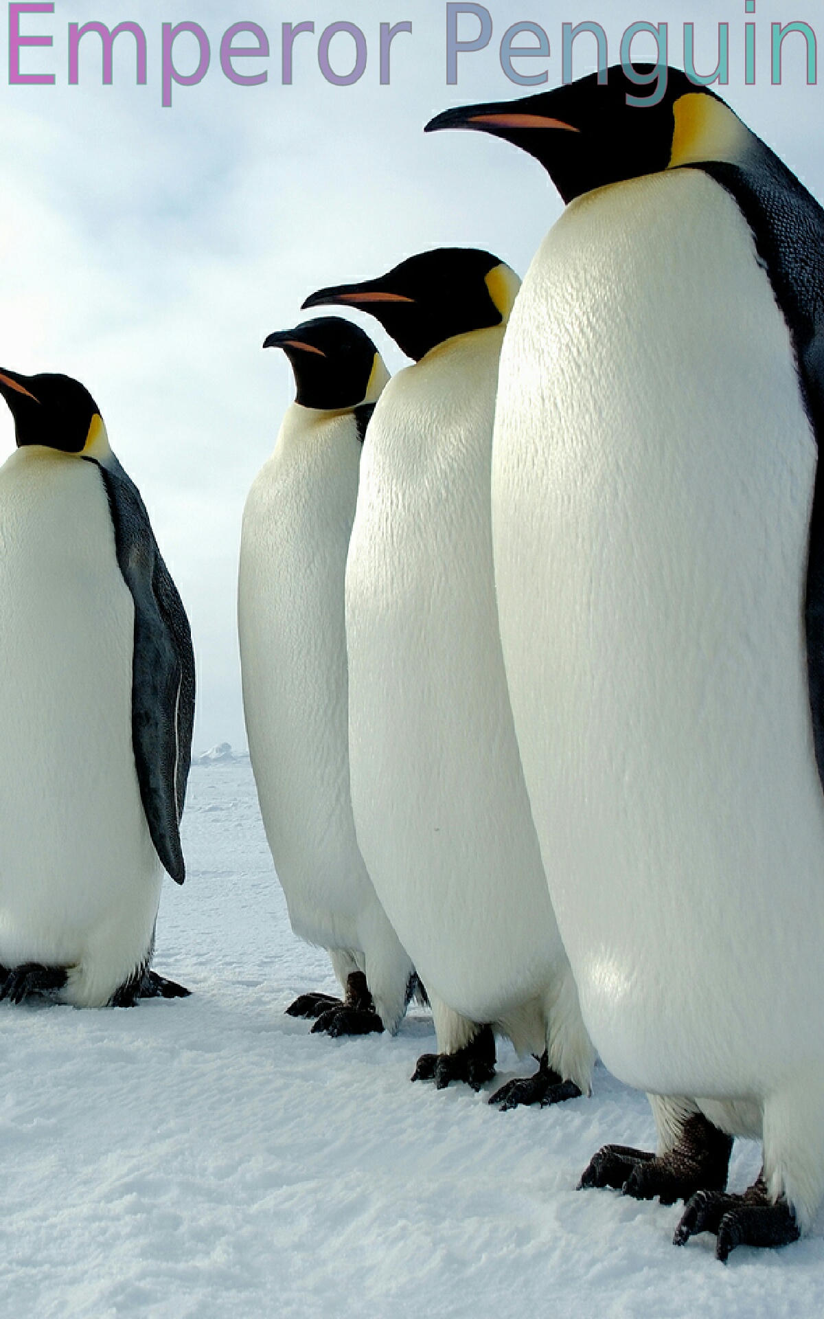 Penguins of Antarctica - App on Amazon Appstore