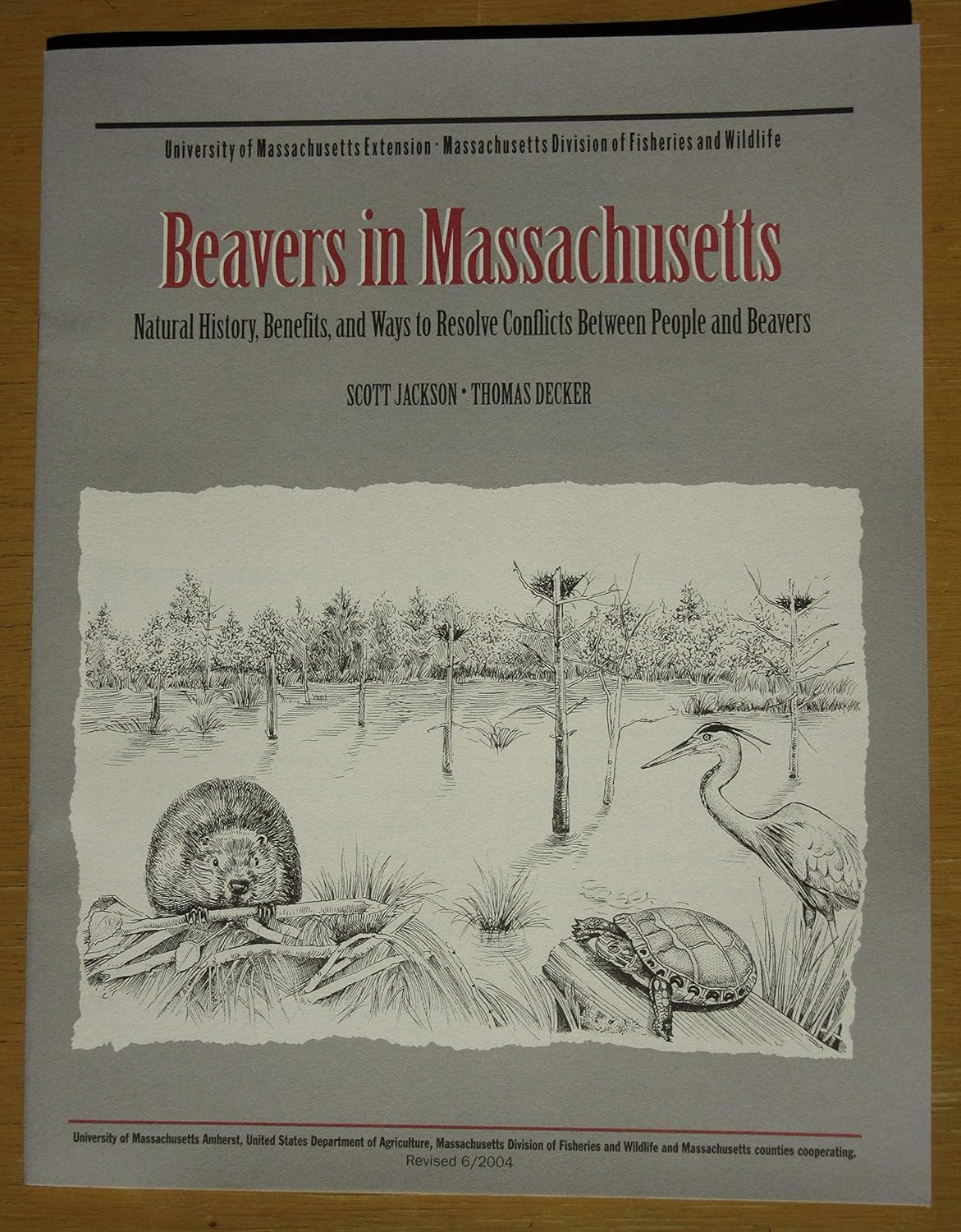 Beavers in Massachusetts Natural History, Benefits, & Resolution of ...