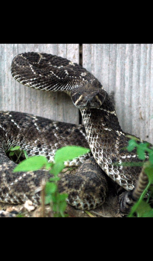 diamondback snake Wallpaper -- HD Wallpapers of diamondback snakes ...