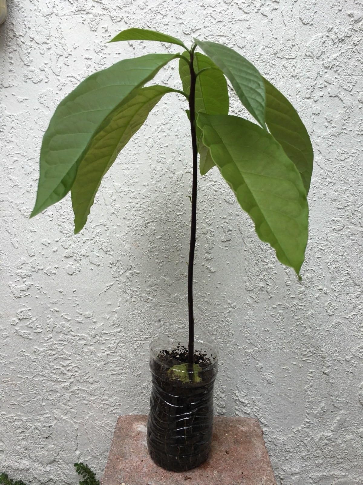 Amazon.com: Live Avocado Grafted Tree (Hass (A), 15 Gallon) : Patio ...