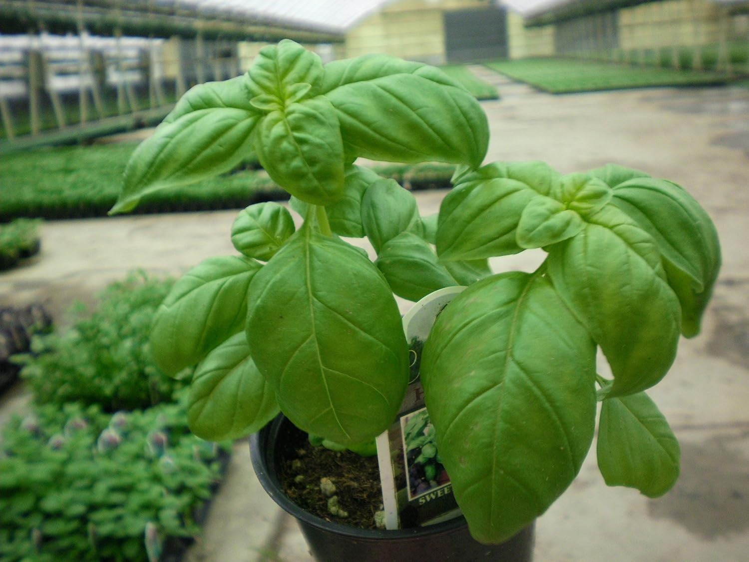 Amazon.com : Live Basil Sweet Herb Plant - Organic Non-GMO - 2 (Two ...