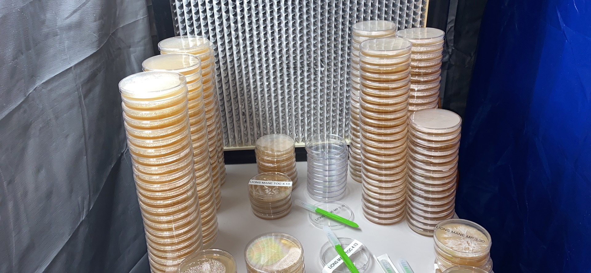 Amazon.com: Malt Extract Agar (MEA) Dehydrated, 500 Grams : Grocery ...