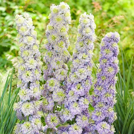Delphinium Highlander Cha Cha - Larkspur | Outdoor Perennial Plants ...