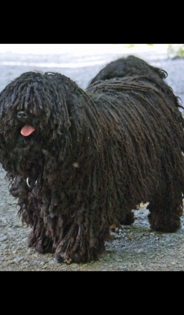 Puli Dog Wallpaper -- HD Wallpapers of Puli Dogs! - App on Amazon Appstore