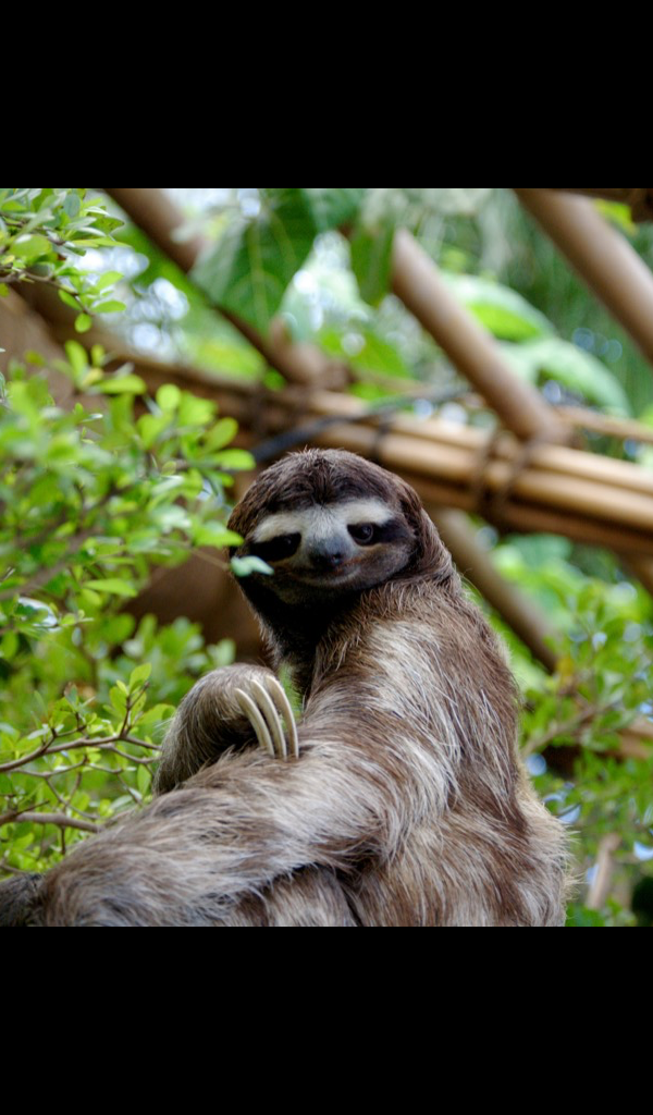 Baby Sloth Wallpaper -- HD Wallpapers of Baby Sloths! - App on Amazon ...