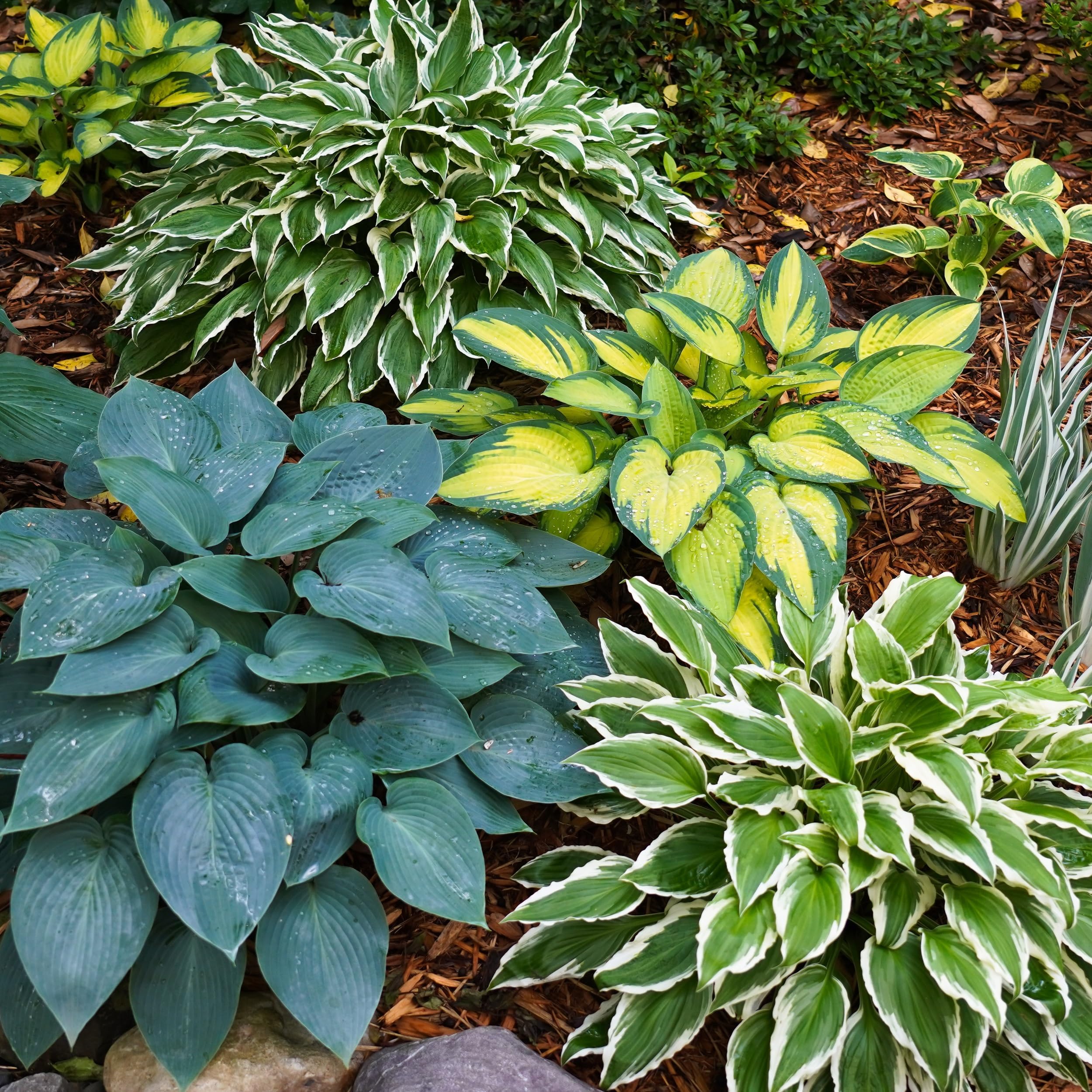 Amazon.com : Garden State Bulb Hosta Variegated Mix, Live Bare Root ...