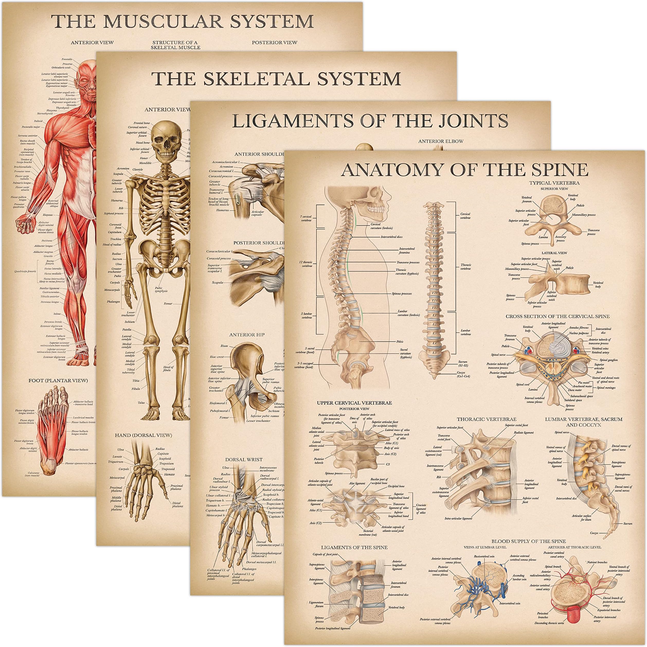 Palace Learning 4 Pack - Vintage Anatomy Poster Set - Laminated ...