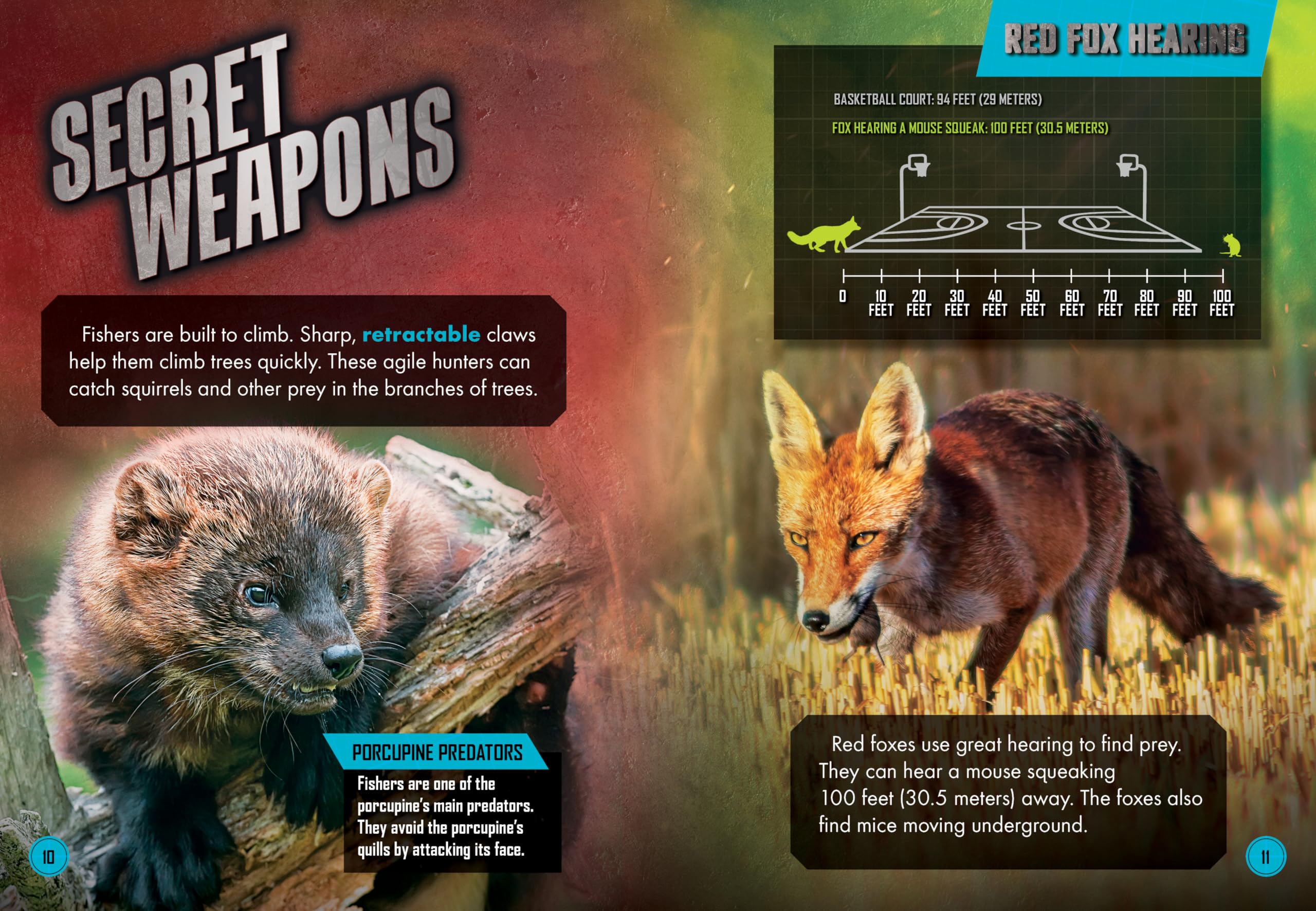 Red Fox vs. Fisher - Animals Battles, High Interest Low Level Reading ...