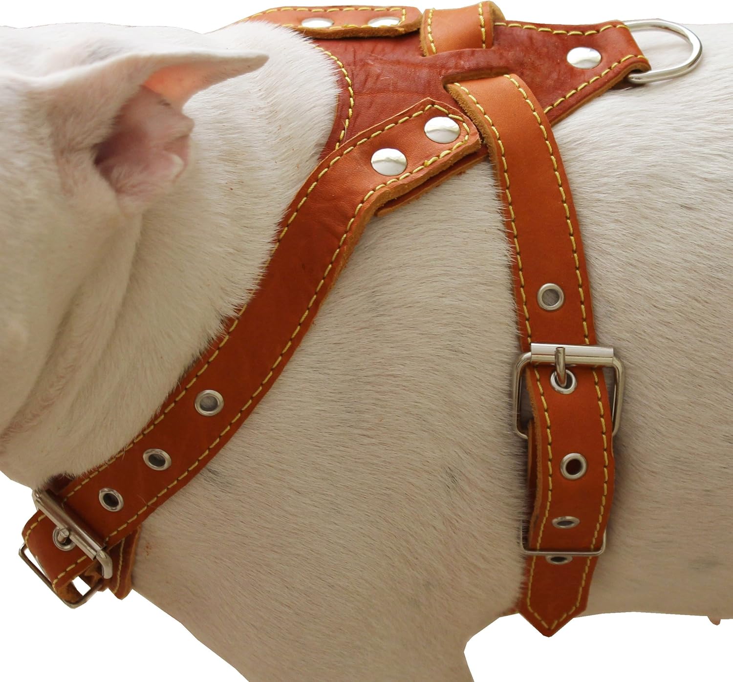 Amazon.com : Genuine Leather Dog Harness, Medium. 25.5"-29" Chest Size ...