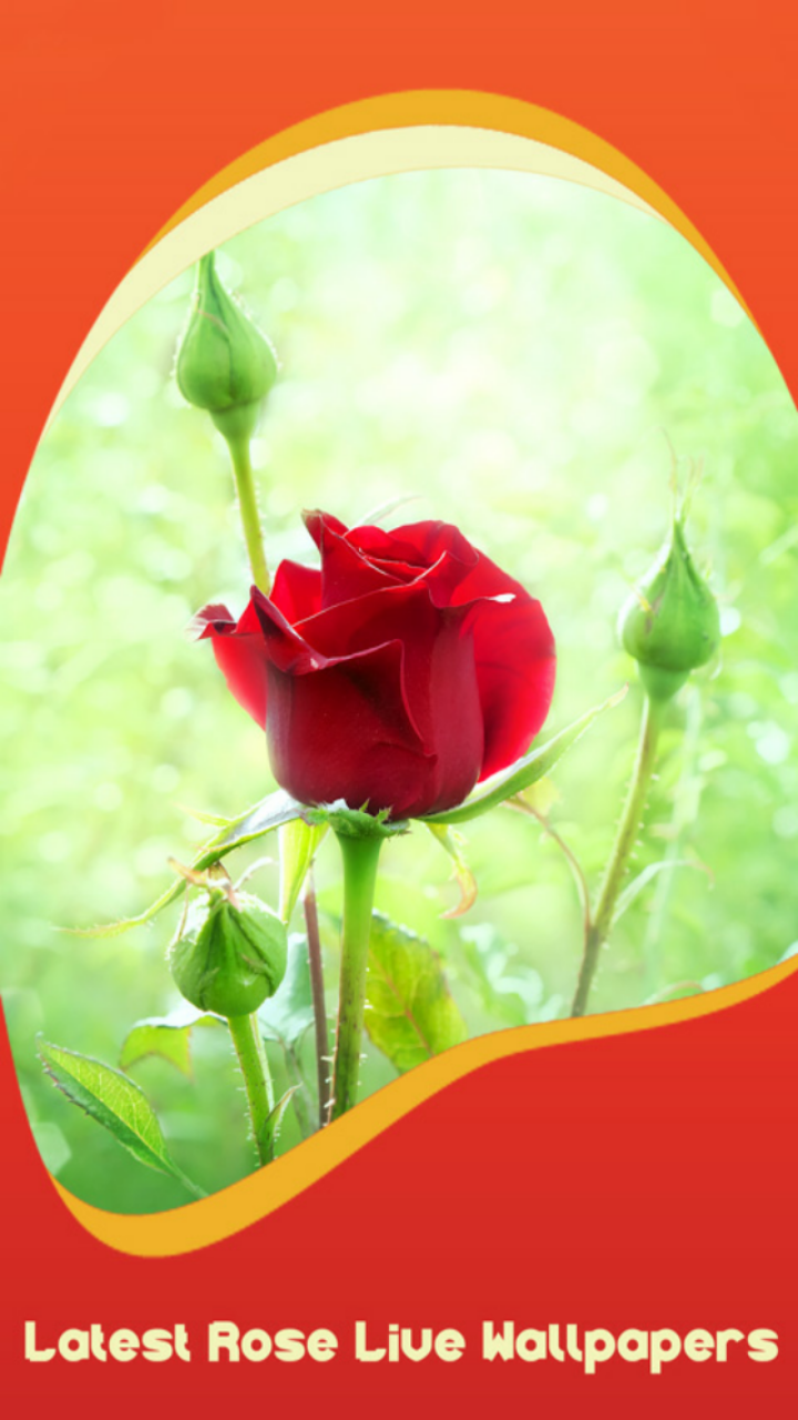 Latest Rose Live Wallpapers - App on Amazon Appstore