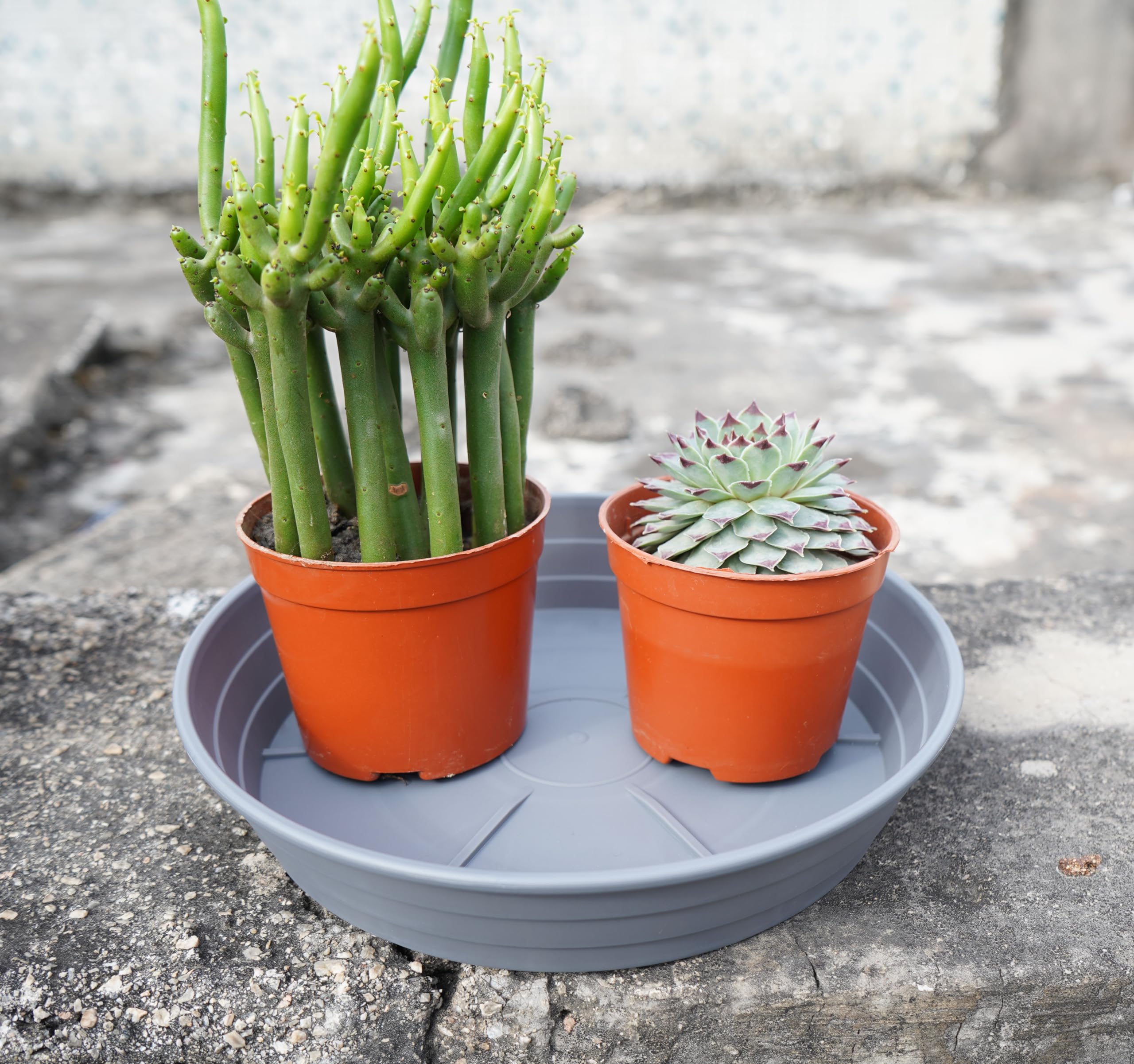 Snapklik.com : Plant Saucer 6 Inch 4 Pack 6 8 10 12 14 16 18 20 25 ...
