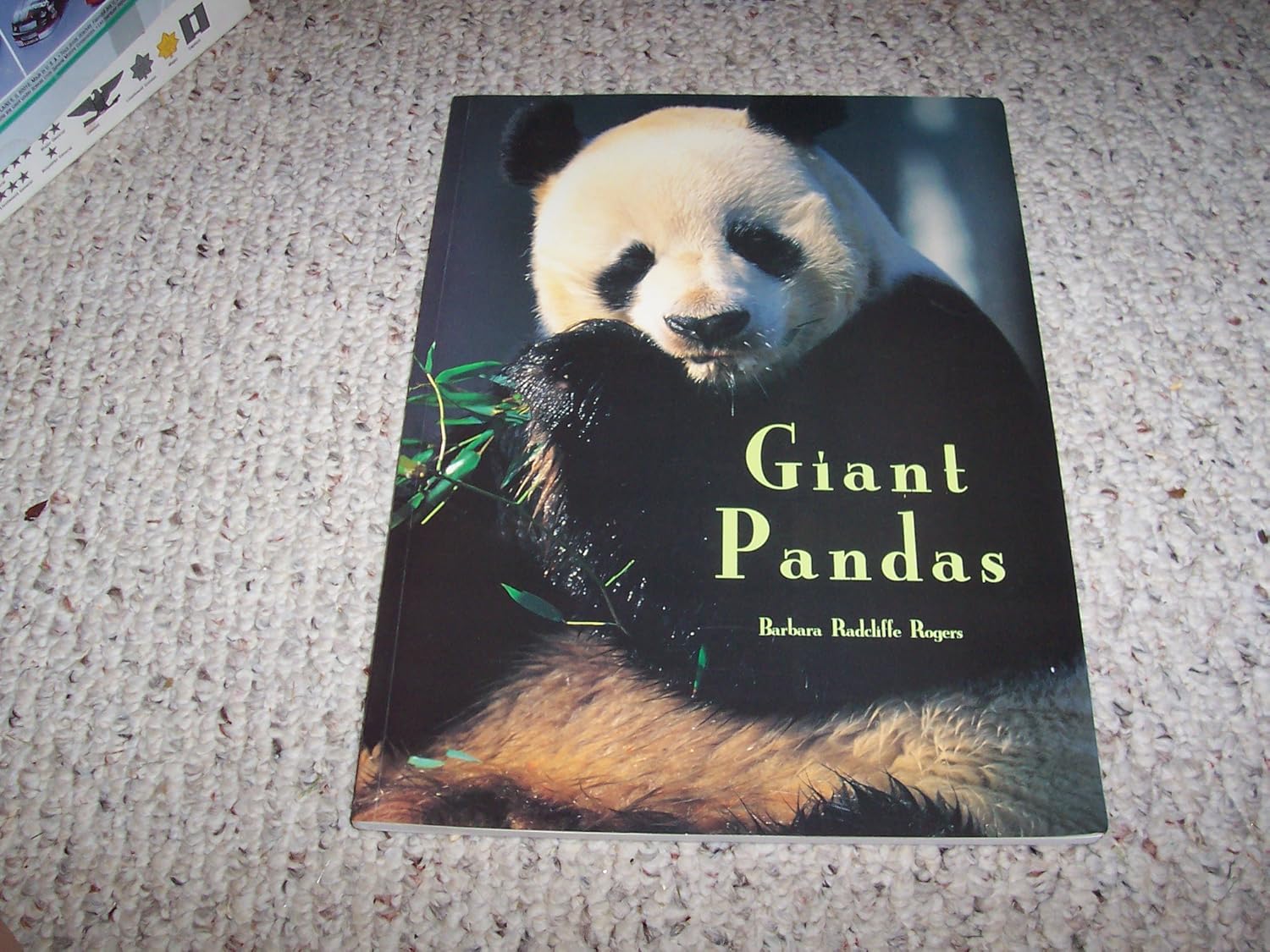 Giant Pandas: Rogers, Barbara Radcliffe: 9781567990706: Amazon.com: Books