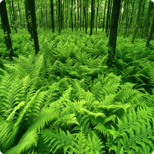 Forest Wallpapers - App on Amazon Appstore