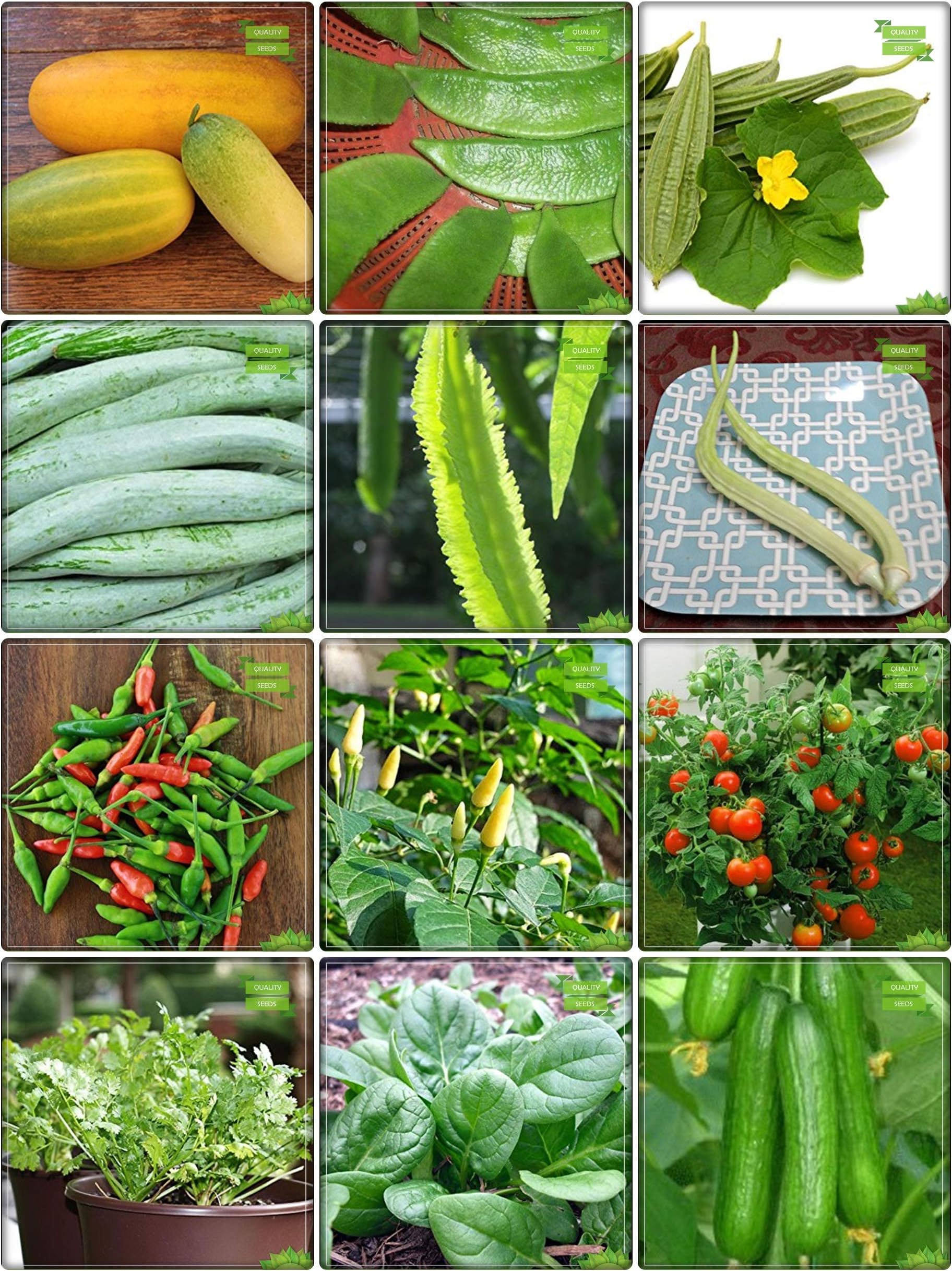 Creative Farmer Vegetable Seeds Combo: Cucumber Sambar, Dolichus Beans ...