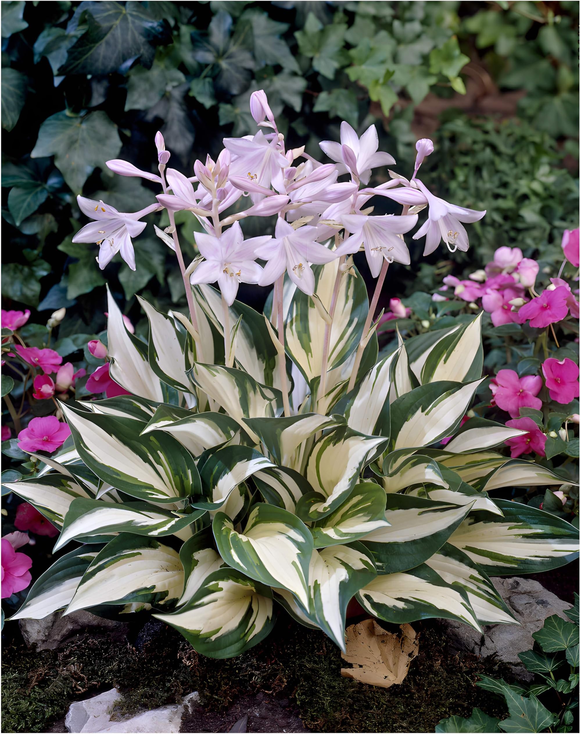 BALDUR Garten Funkien Riesen-Hosta 'Brim Cup', 2 Knollen winterhart ...