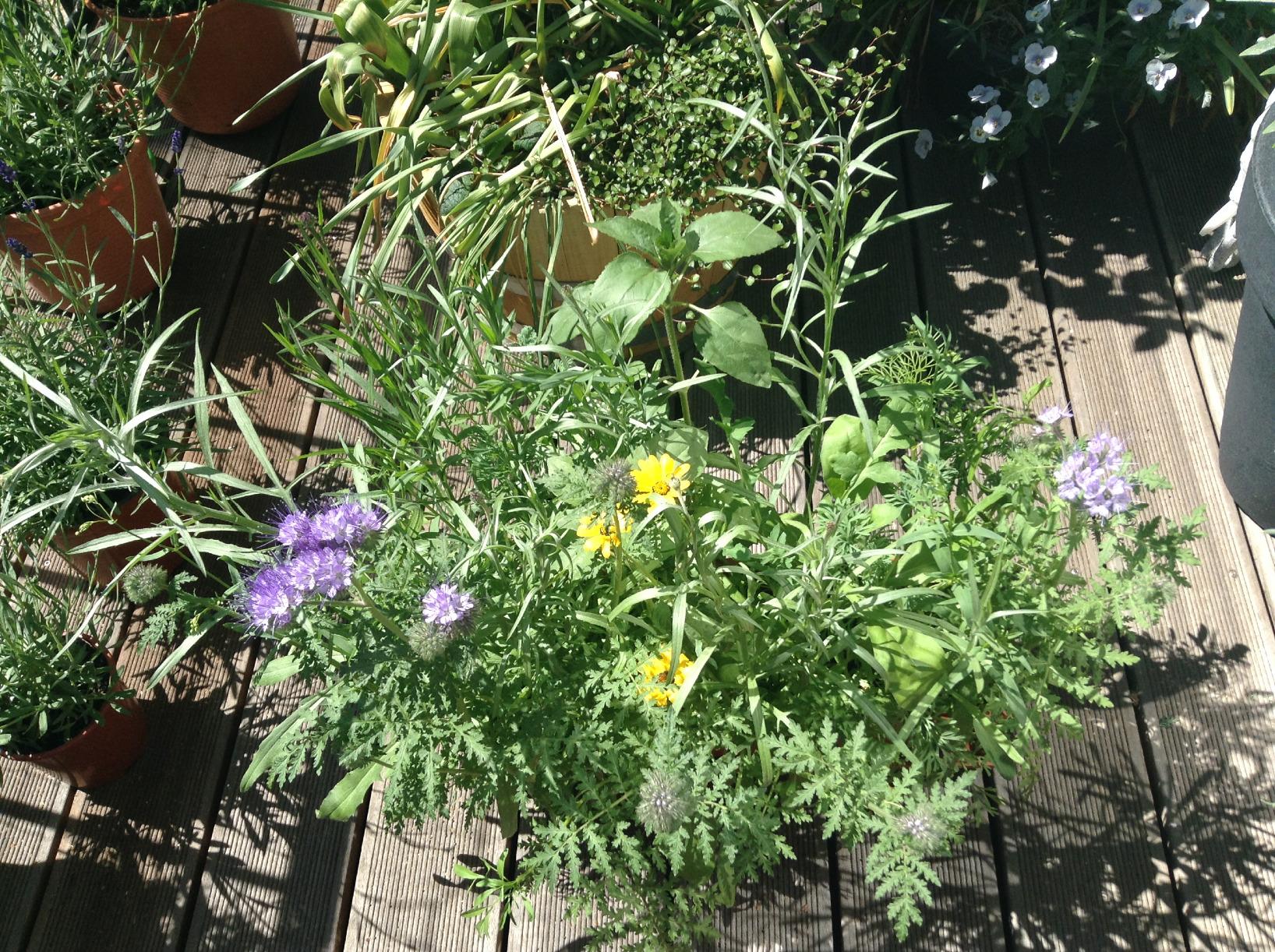 Wildblumen Mix 'Mischung"Schmetterlinge und Bienen ...