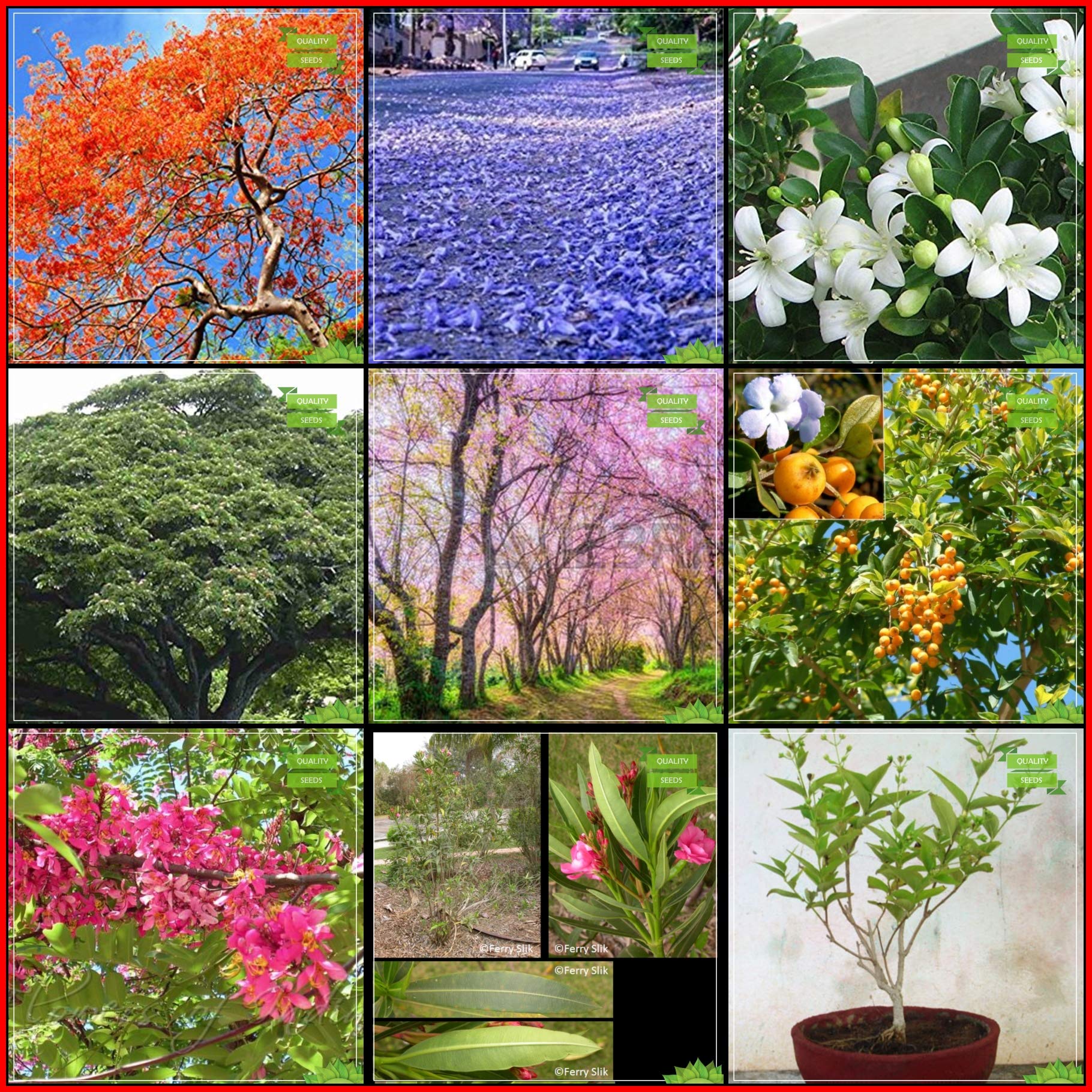 Buy Creative Farmer Garden Combo Flower Tree & Tree : Blue Jacaranda ...