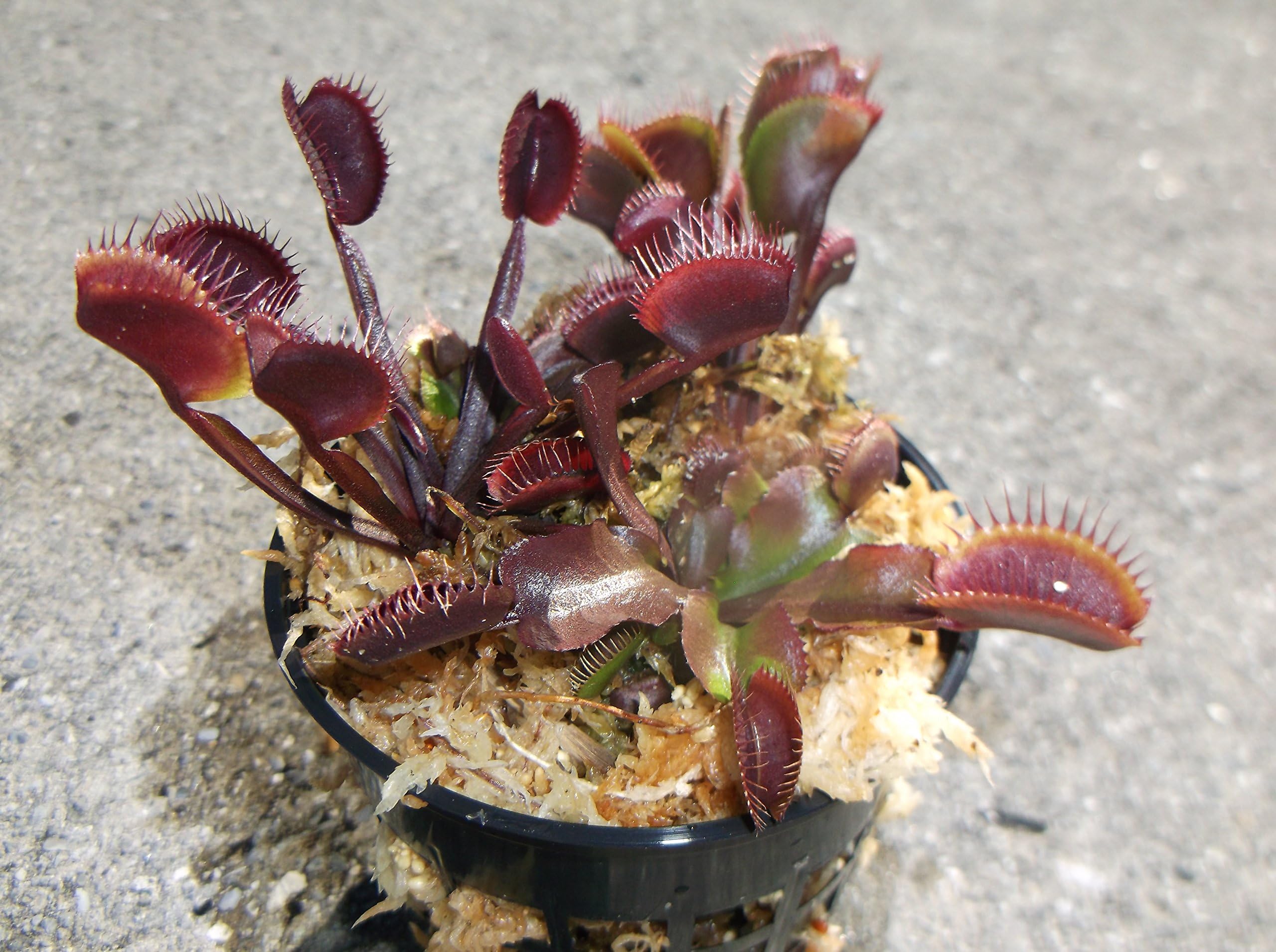 Amazon.com : New 300pcs Venus Fly Trap Flower Seeds Violet Generic ...