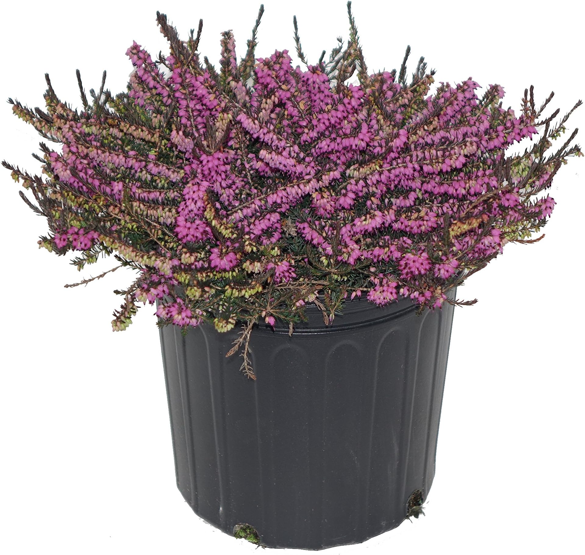 Amazon.com : Erica 'Kramer's Red' (Spring Heather) Shrub, red flowers ...