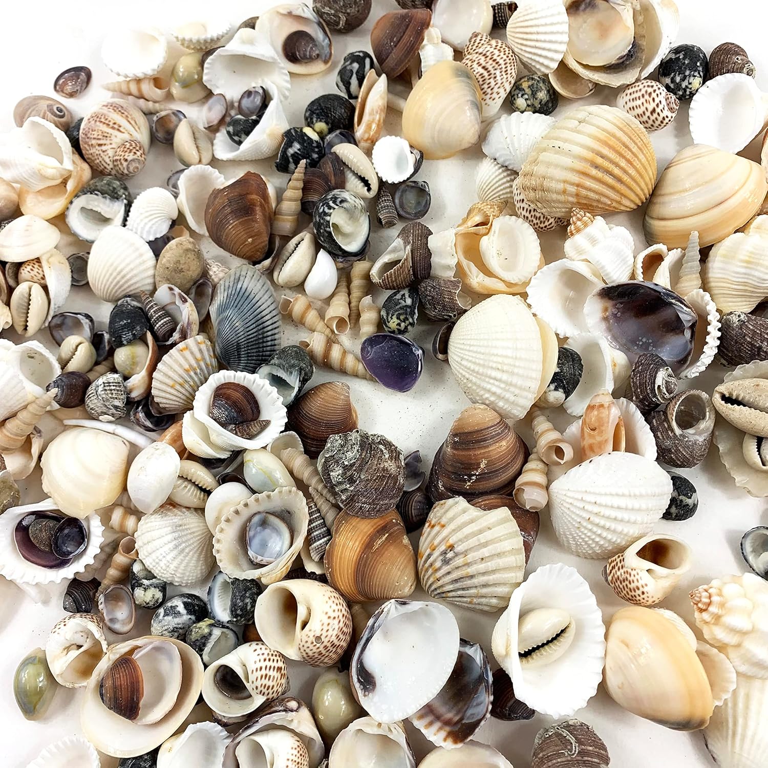 Amazon.com: Heyiwell 1LB Mix Small Indian Shell for DIY Craft Home ...
