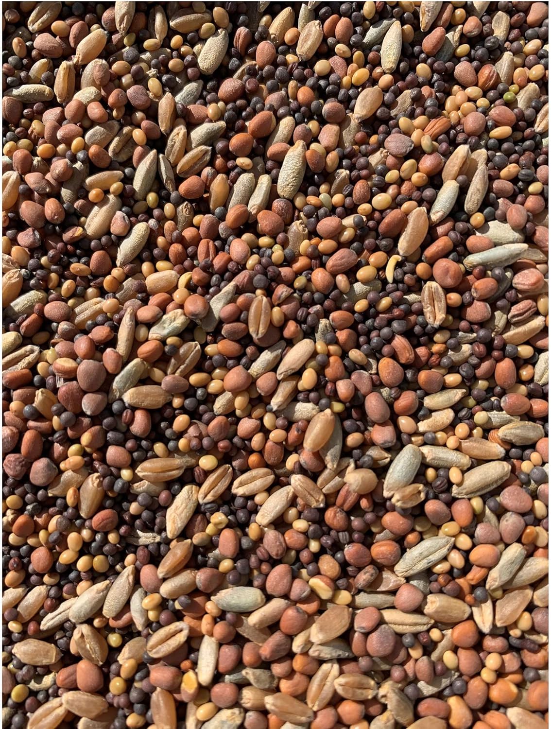 Amazon.com: 25lb Whitetail Deer Food Plot Seed | Turnip Radish Clover ...